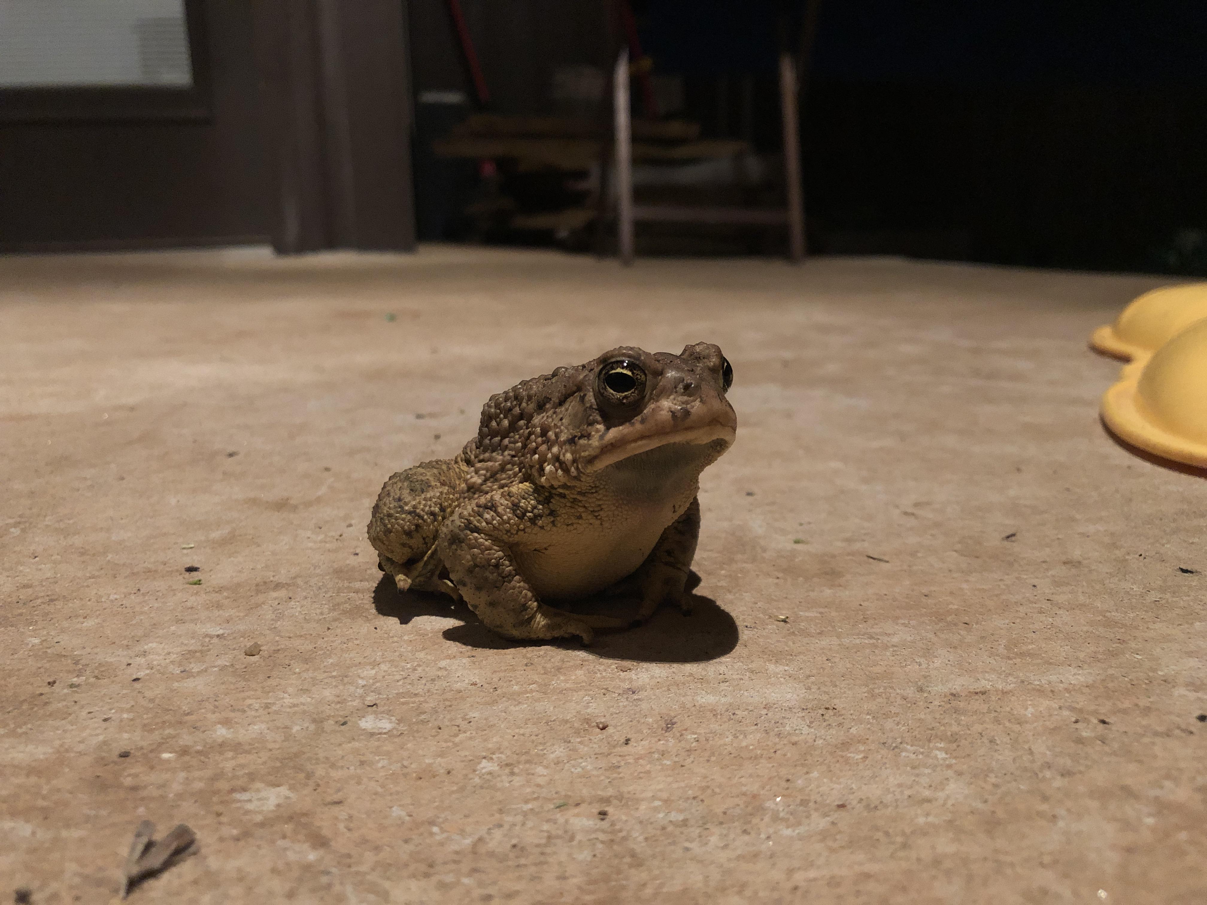 I don’t need your attitude, Mr. Toad. | Scrolller