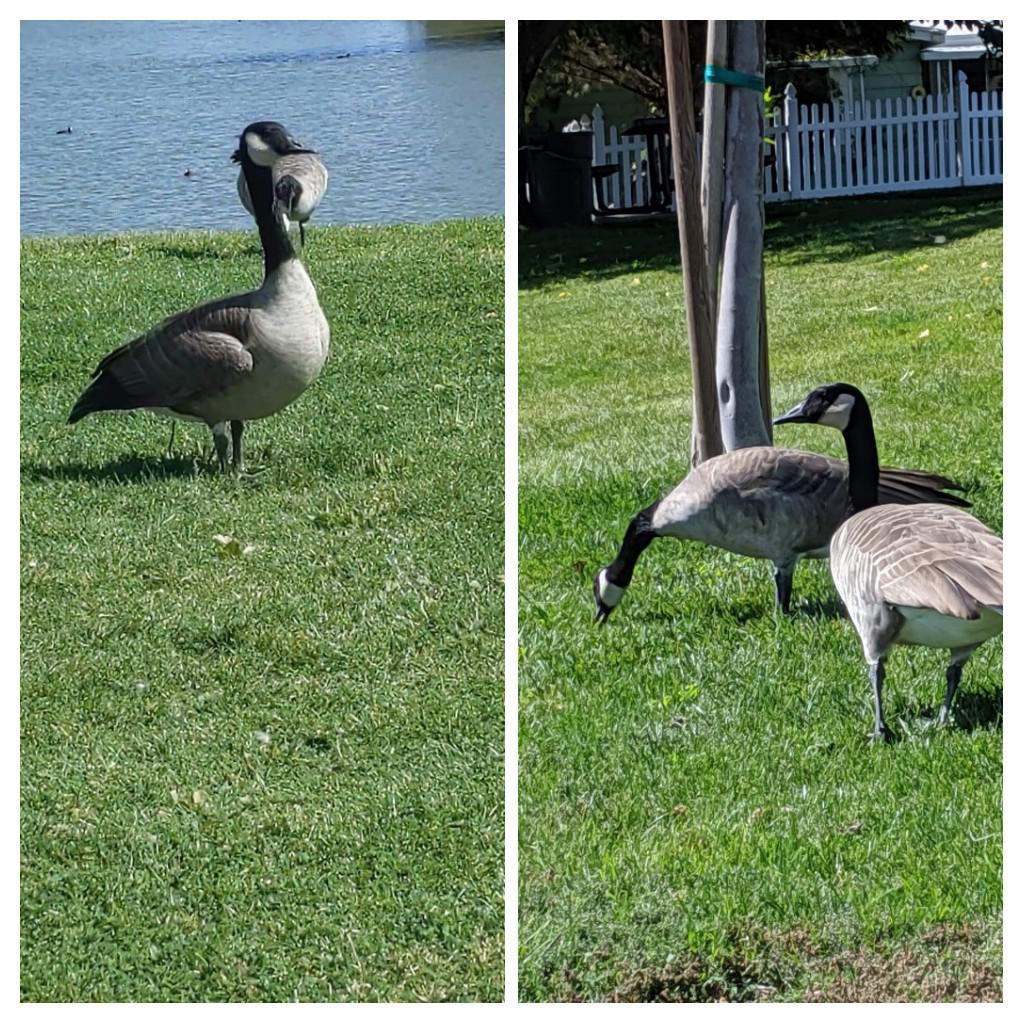 I had a geese encounter | Scrolller