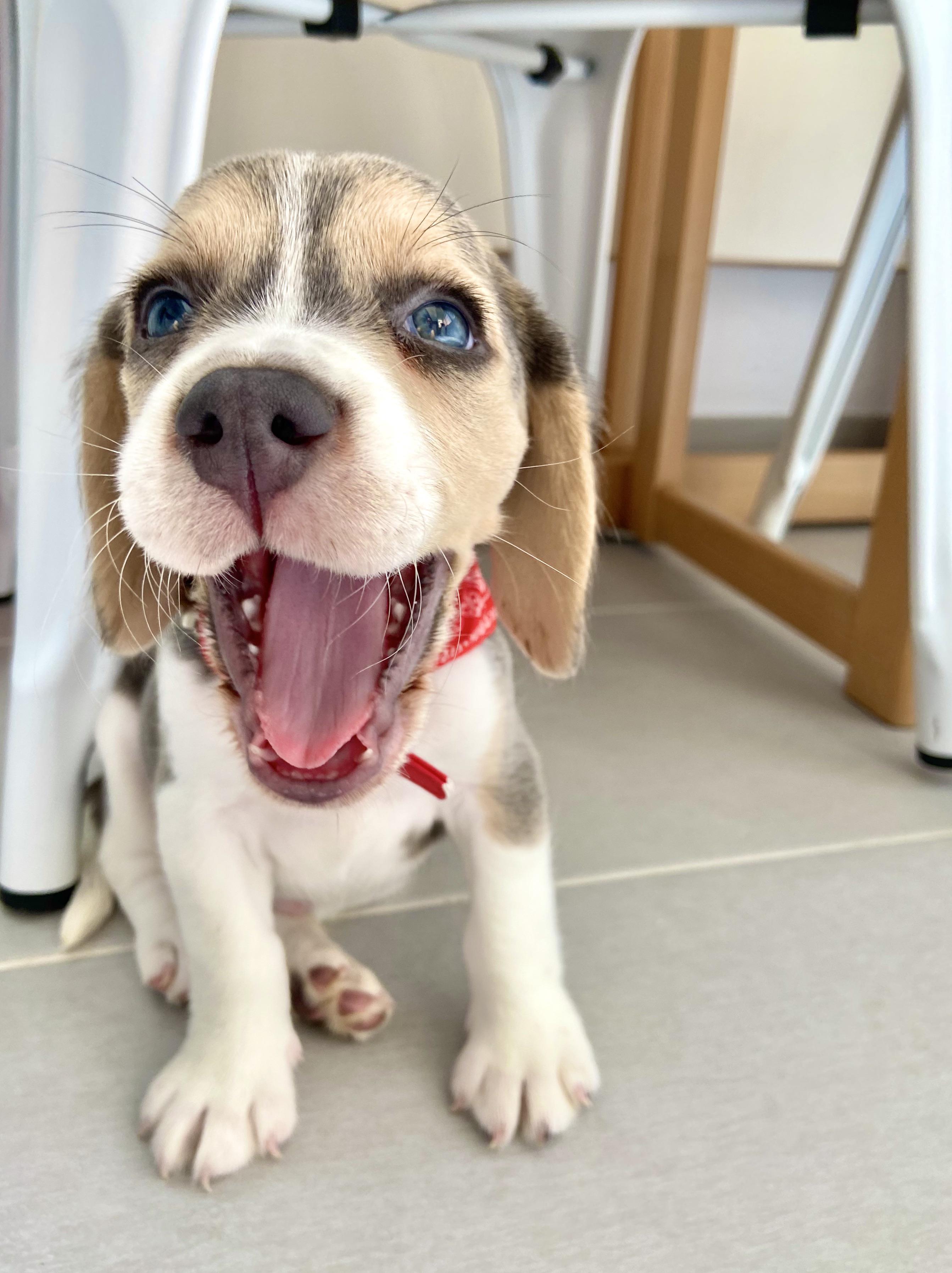I had asked for tips for new beagle parents a few days ago. Meet Murphy ...