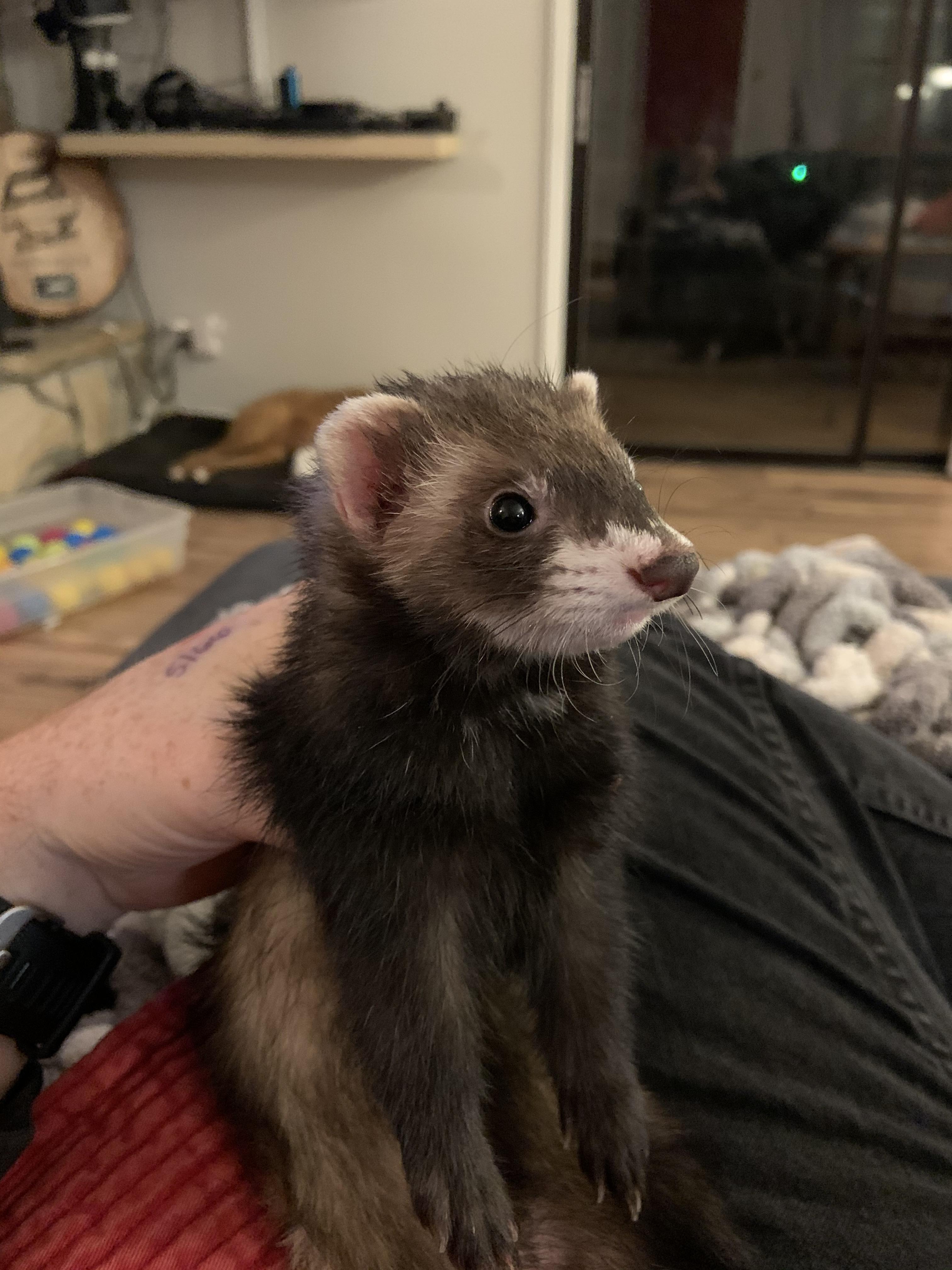 I has dis weasel. | Scrolller