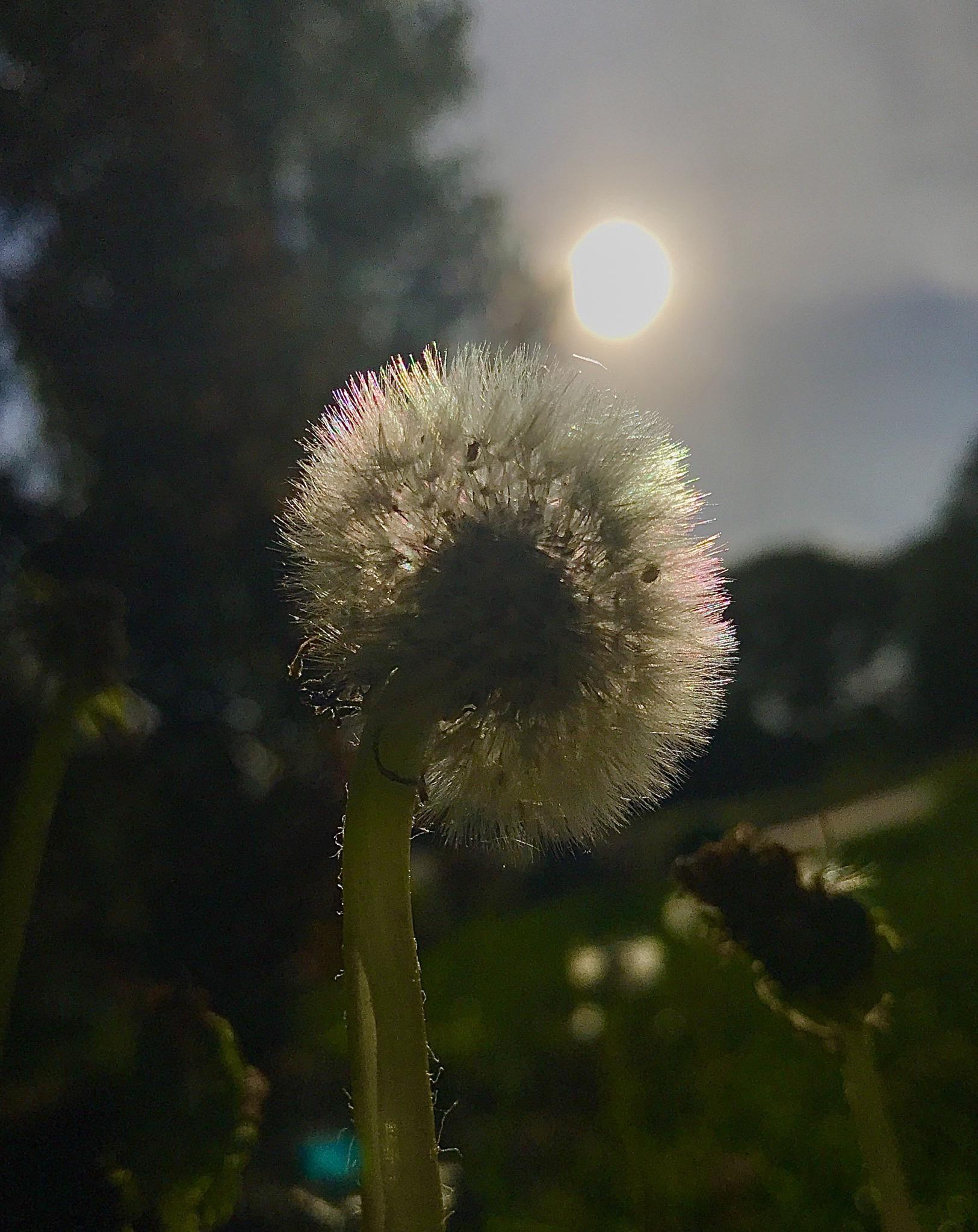 I have a collection of photos of dandelions like this, I love the way the sun refracts in the ...