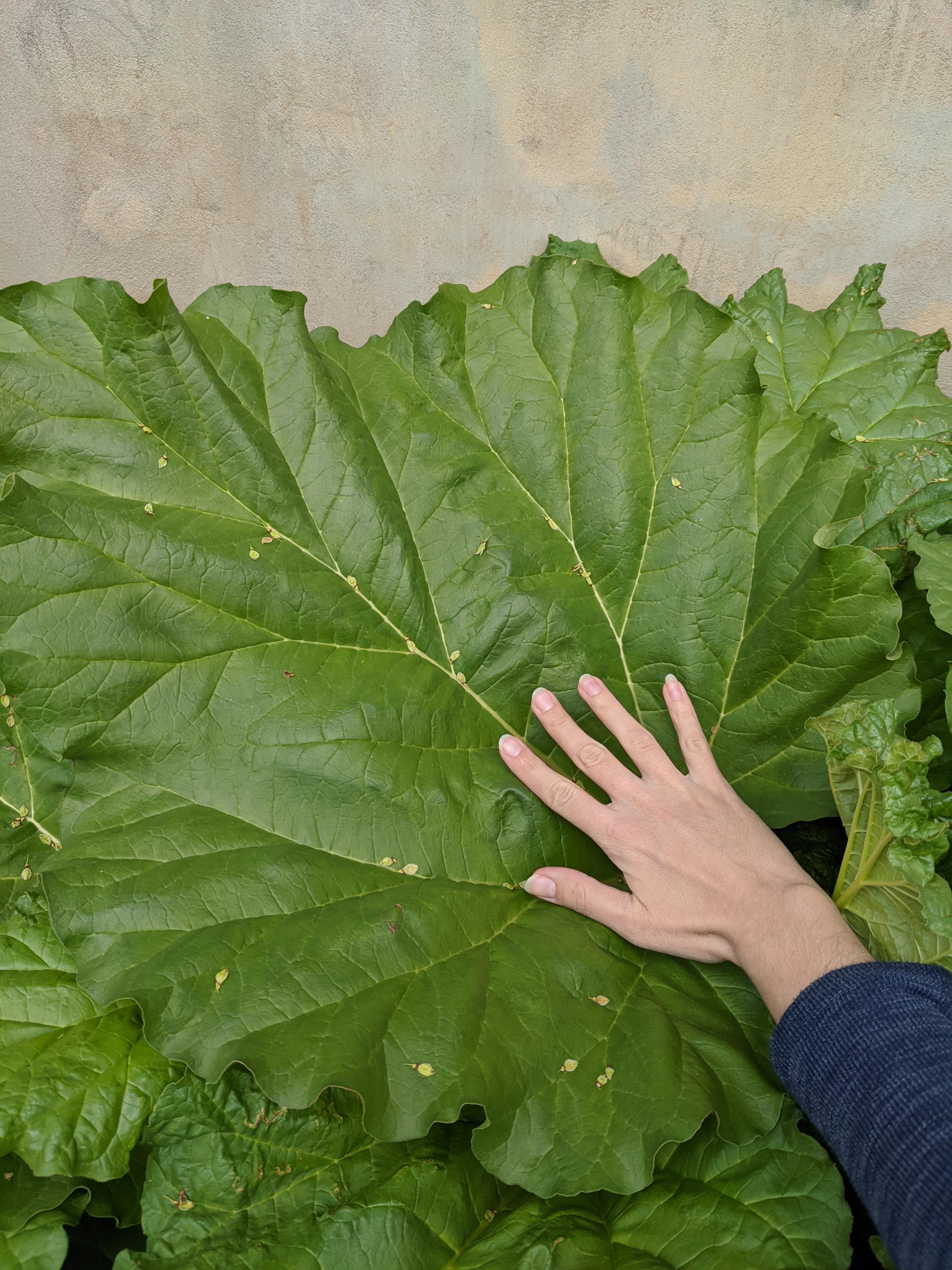 I have a very large rhubarb leaf this year.. | Scrolller