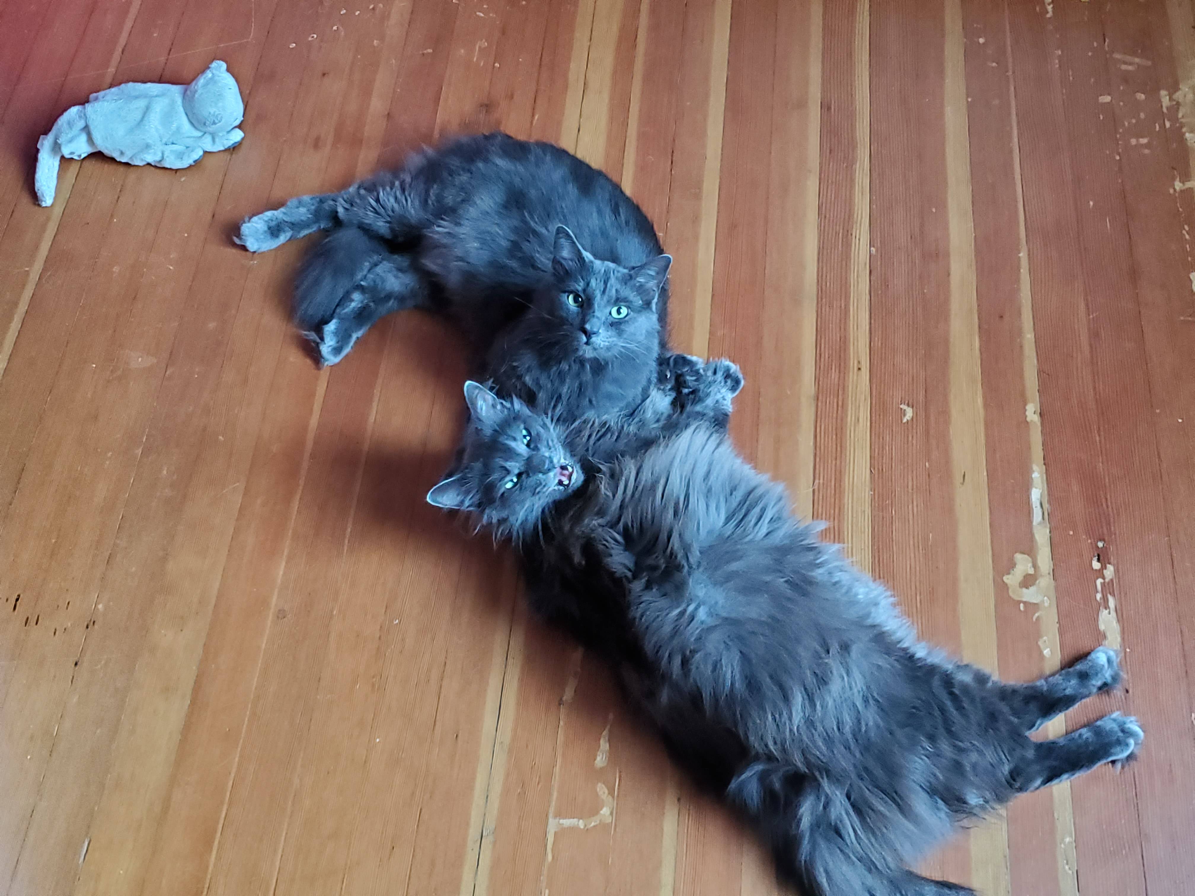 I interrupted their snuggle time | Scrolller