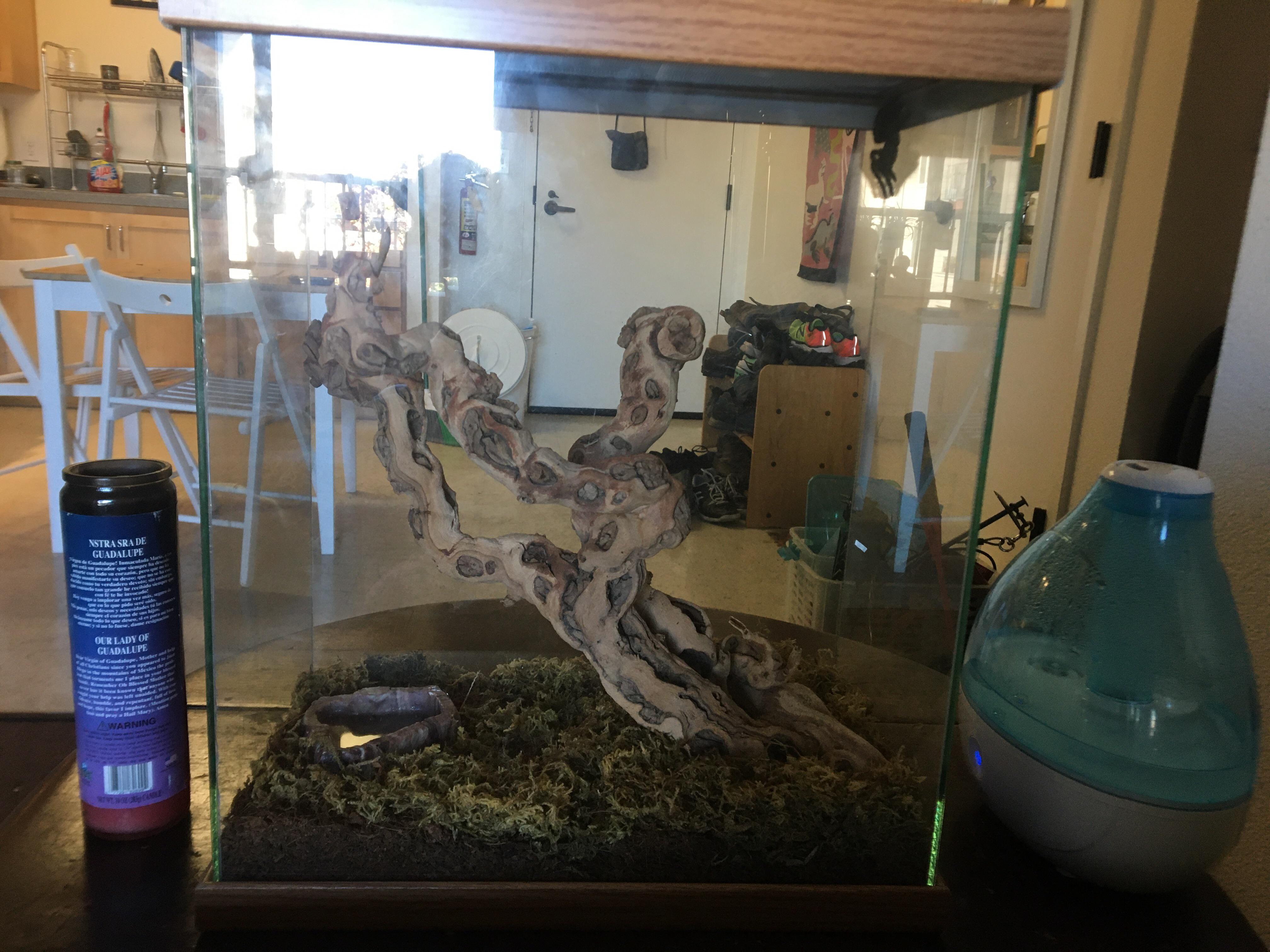 I just got a new pinktoe tarantula! Does this enclosure seem okay? | Scrolller