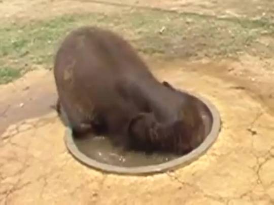 I know it's in here somewhere..... | Scrolller