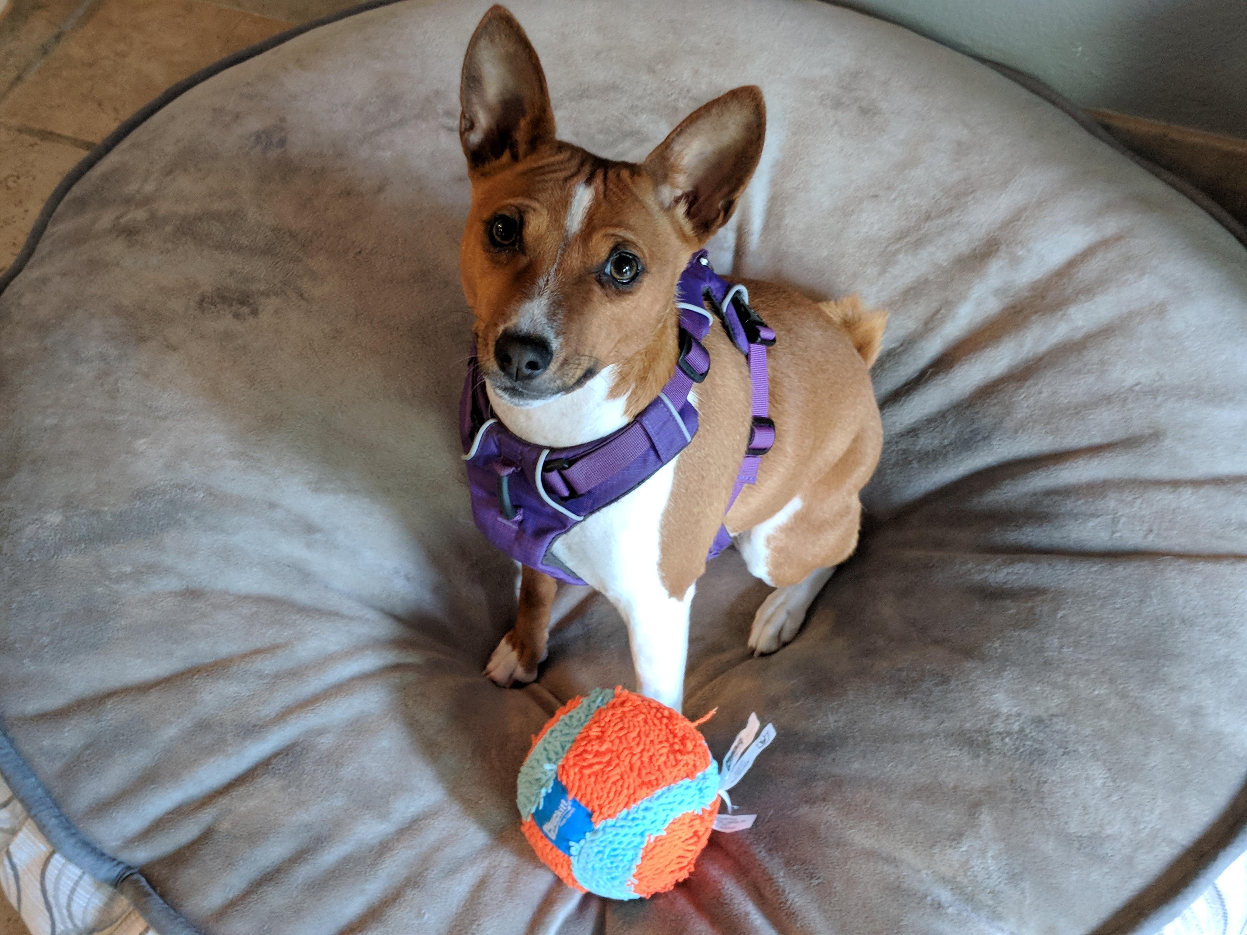 I like my new ball! | Scrolller
