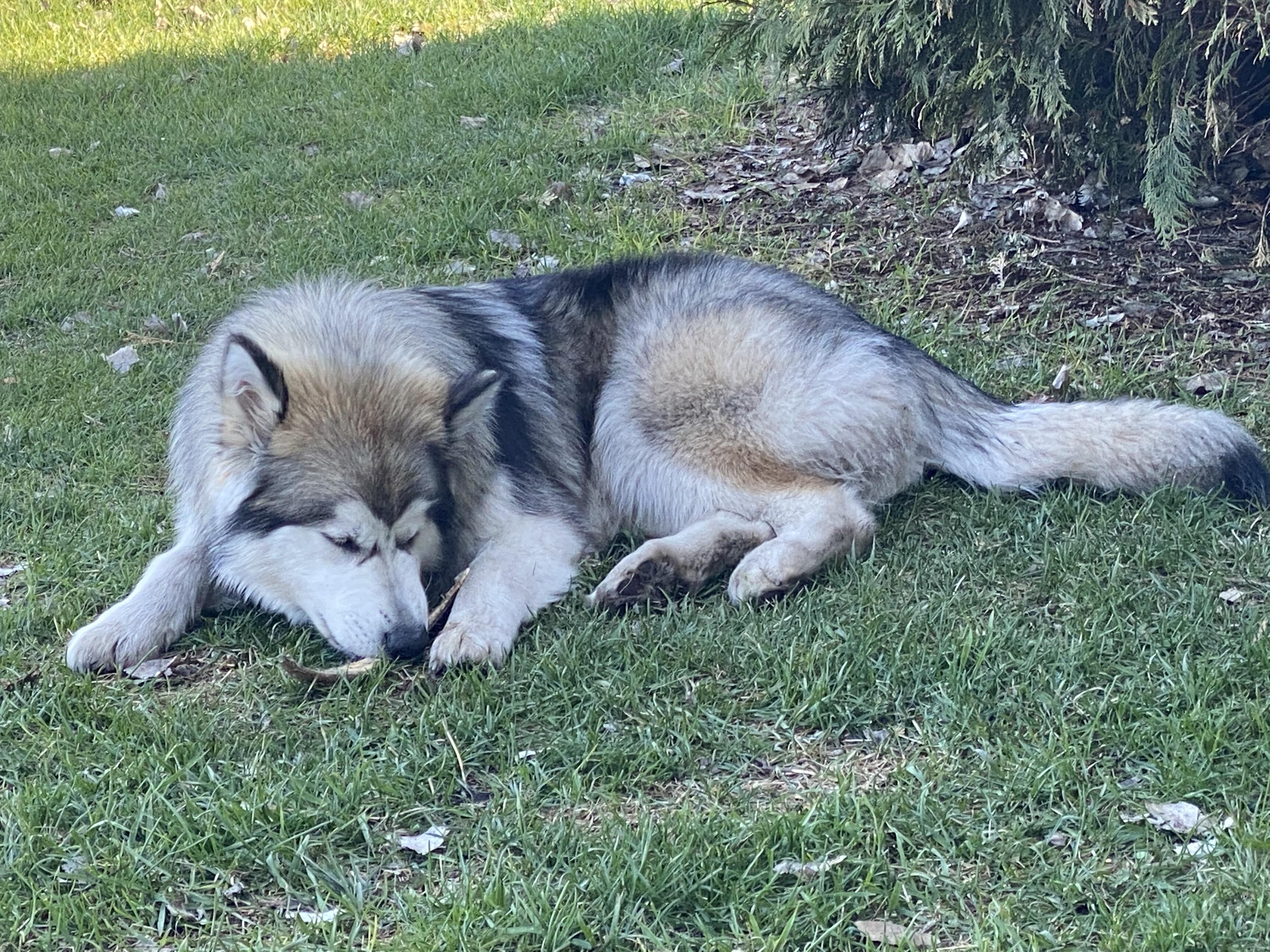 I love a good tomahawk bone! Thanks dad! | Scrolller