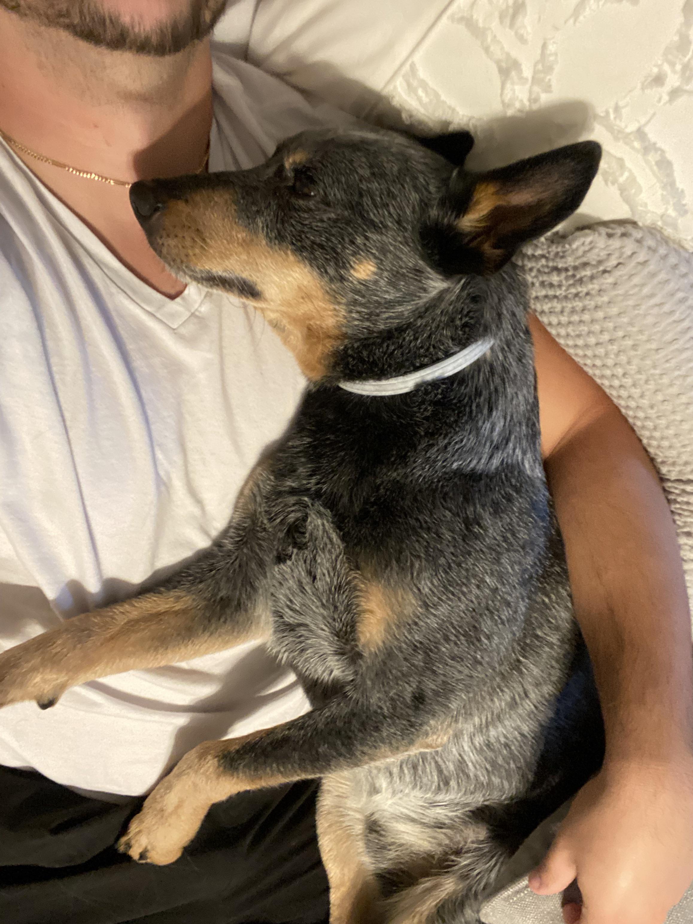 I love coming home to my snuggly boi | Scrolller