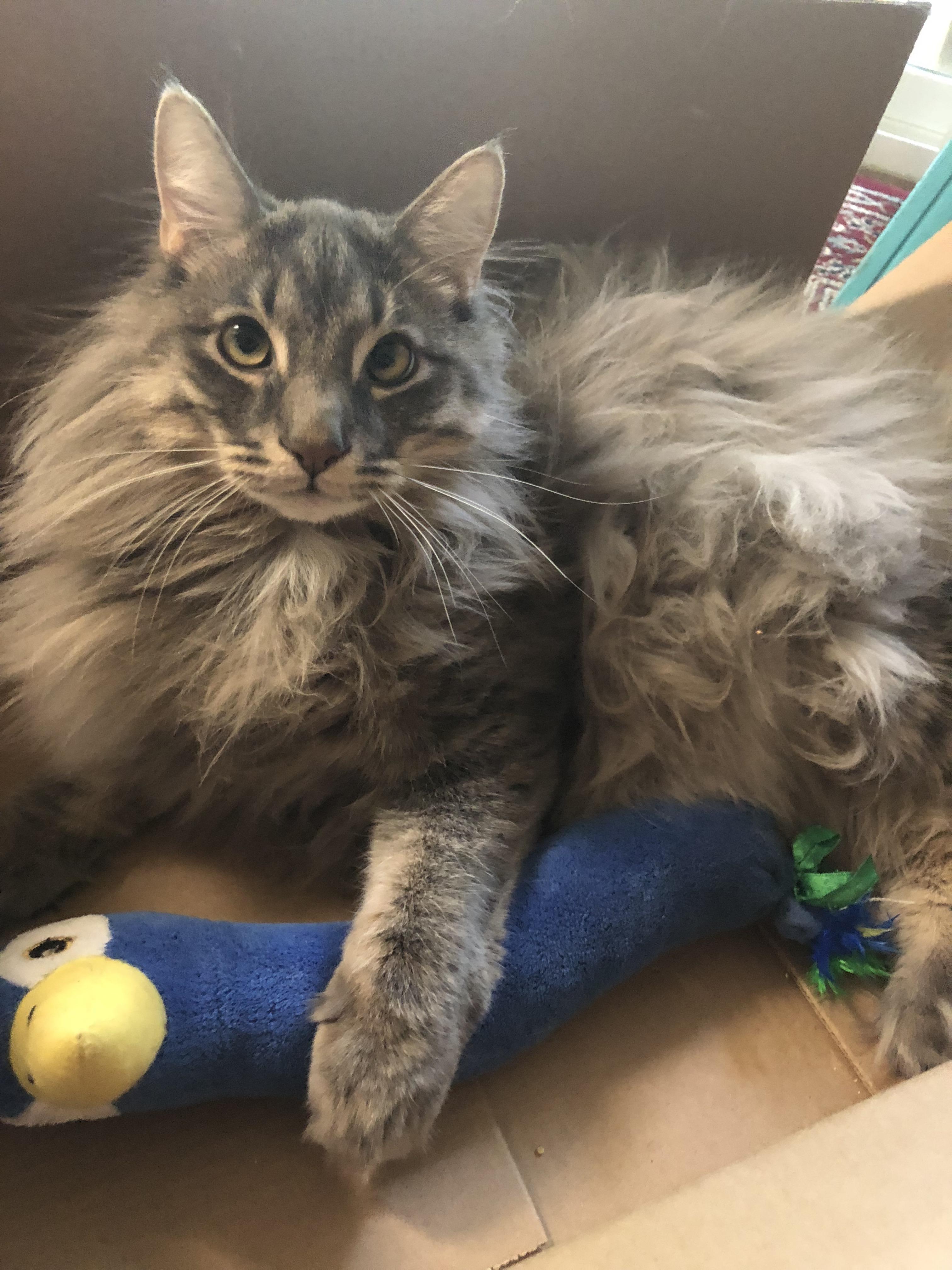 I love my Floof boy so much. | Scrolller