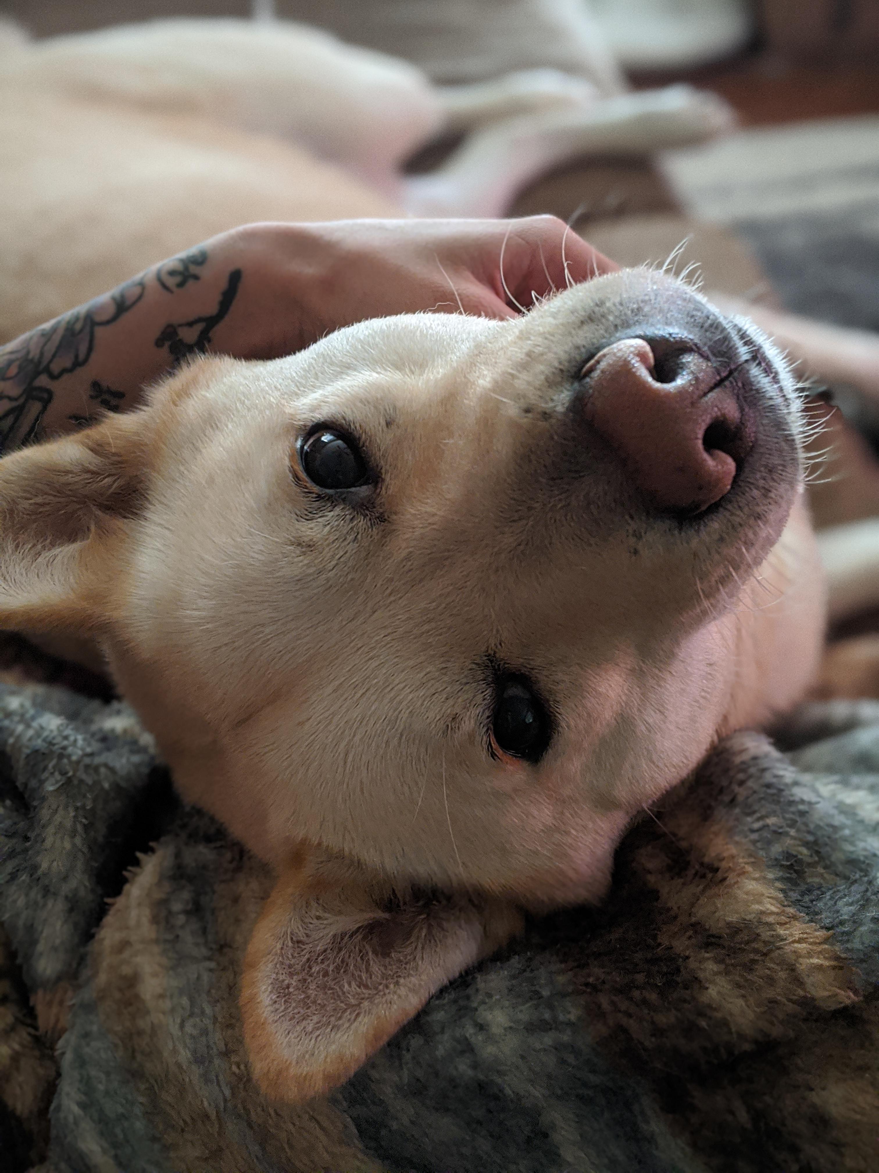I love my Jindo 💙 | Scrolller