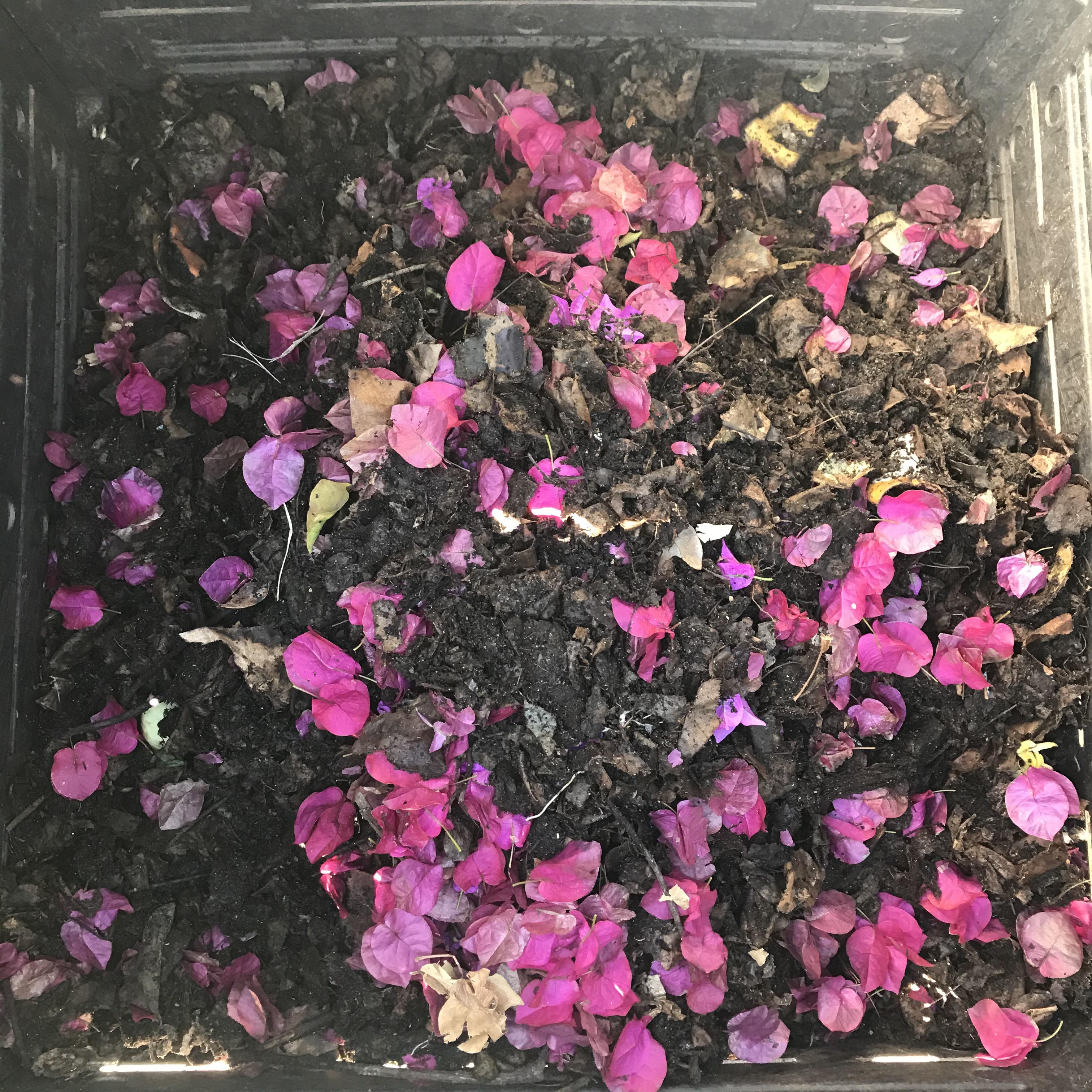 I love seeing the beauty of my bougainvillea in my compost | Scrolller