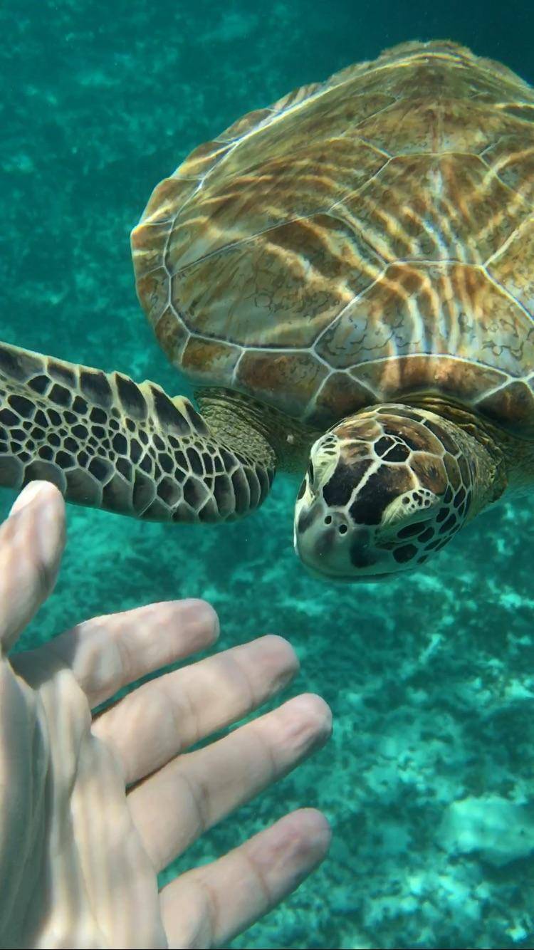 I made a friend on my vacation in Mexico | Scrolller