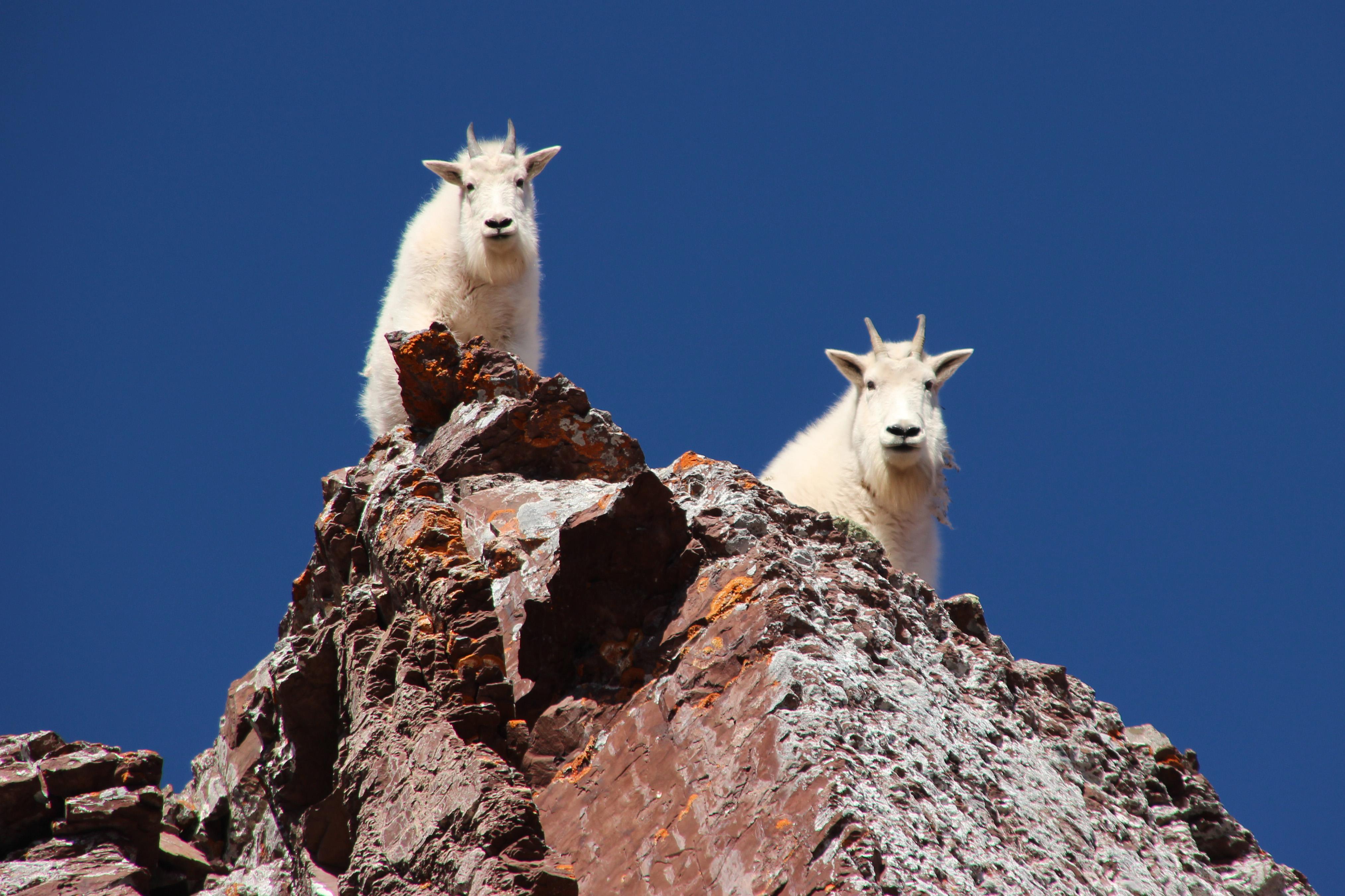I made some friends hiking up Pyramid Peak this weekend | Scrolller