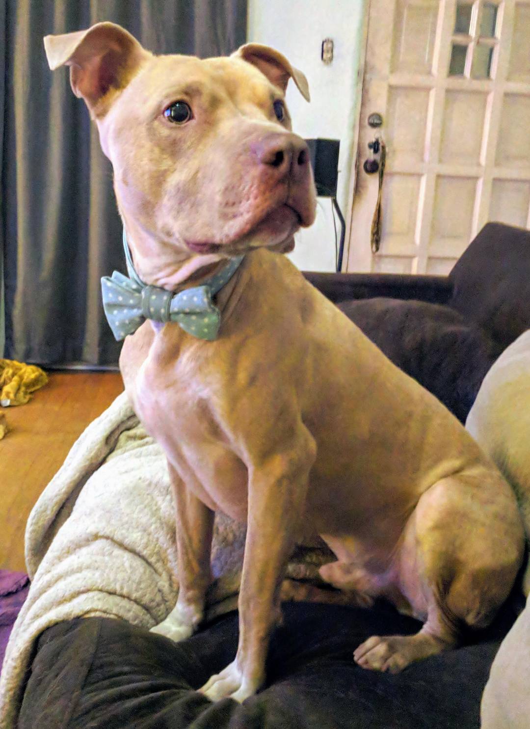 I may be bias, but he's the most handsome pitty in a bowtie | Scrolller