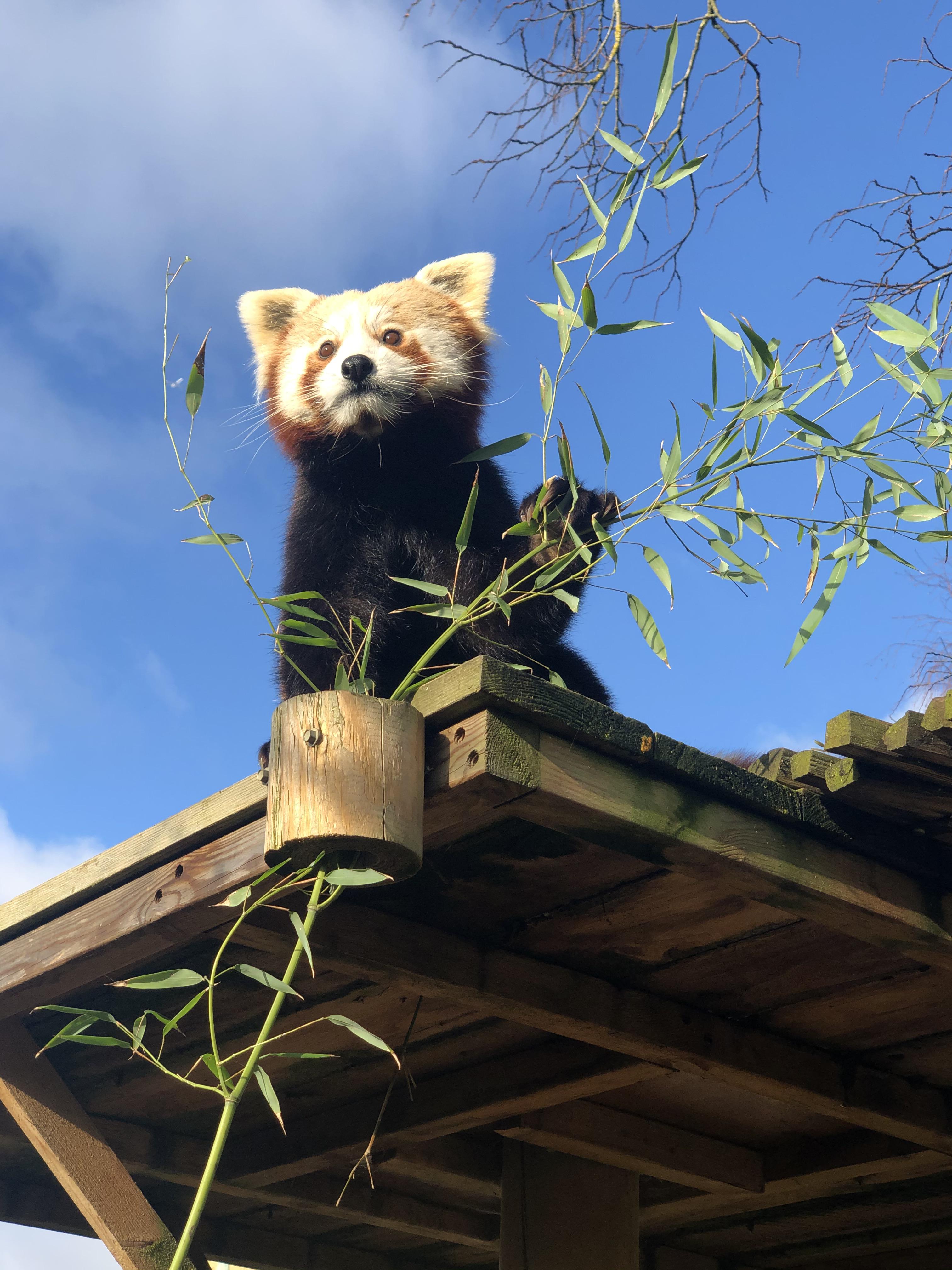I met the red pandas today and they were so photogenic! | Scrolller