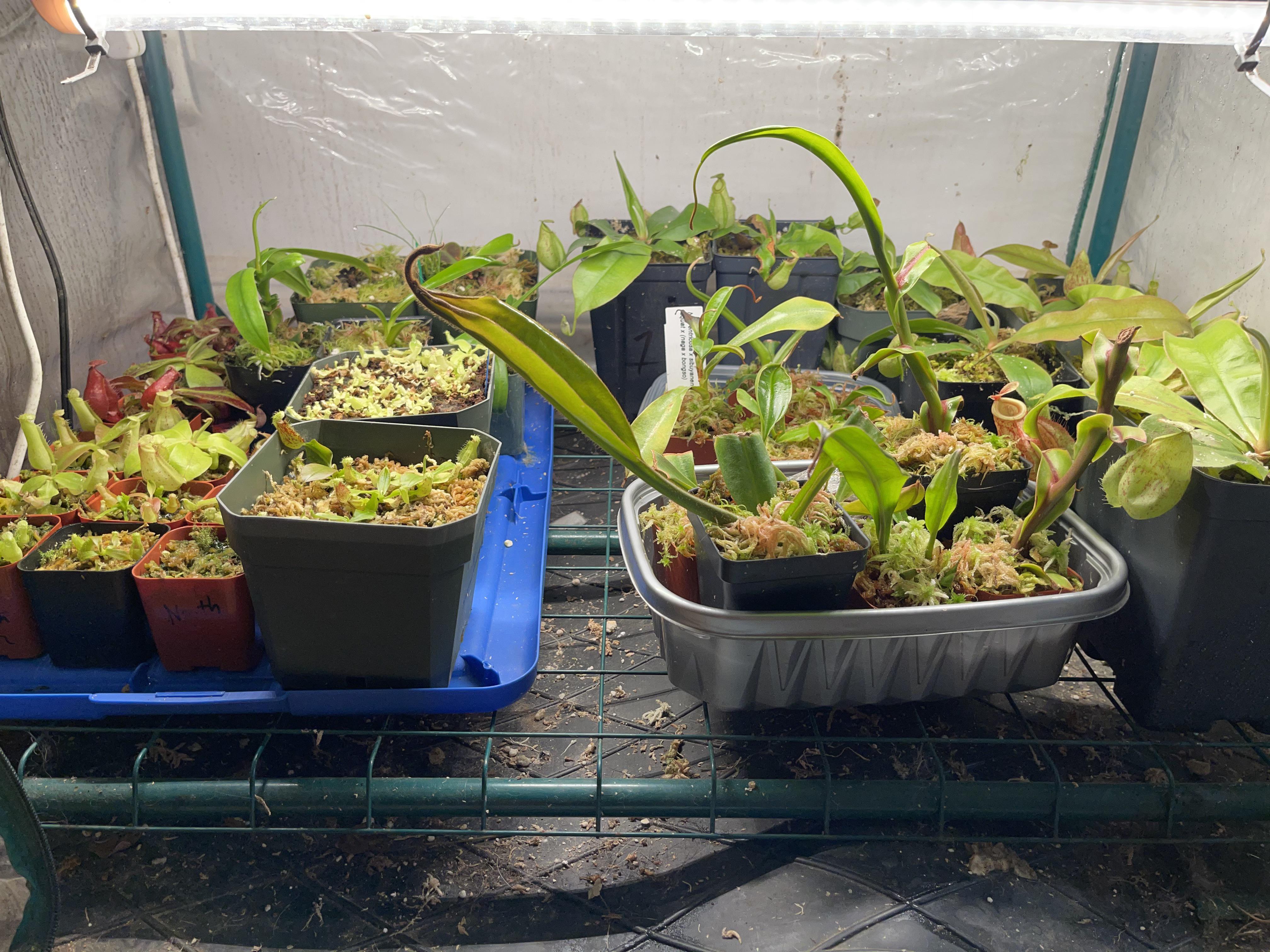 I never take pics of my bottom shelf so here it is. Full of cuttings ...