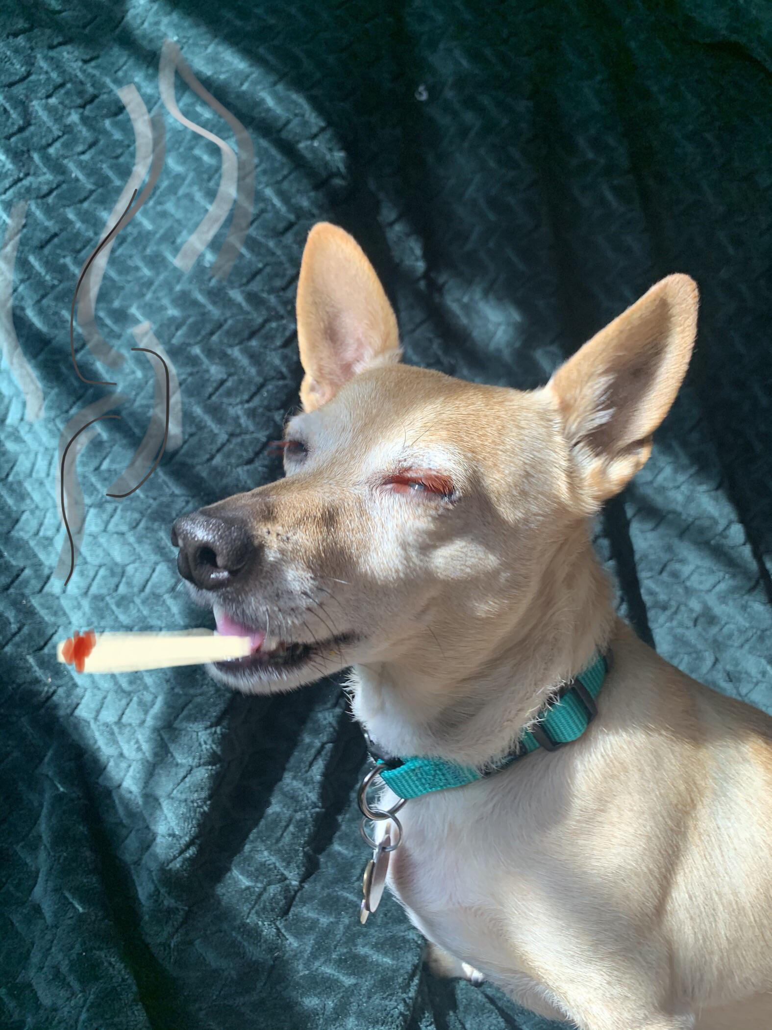 I Present To You, My Dog Beans | Scrolller