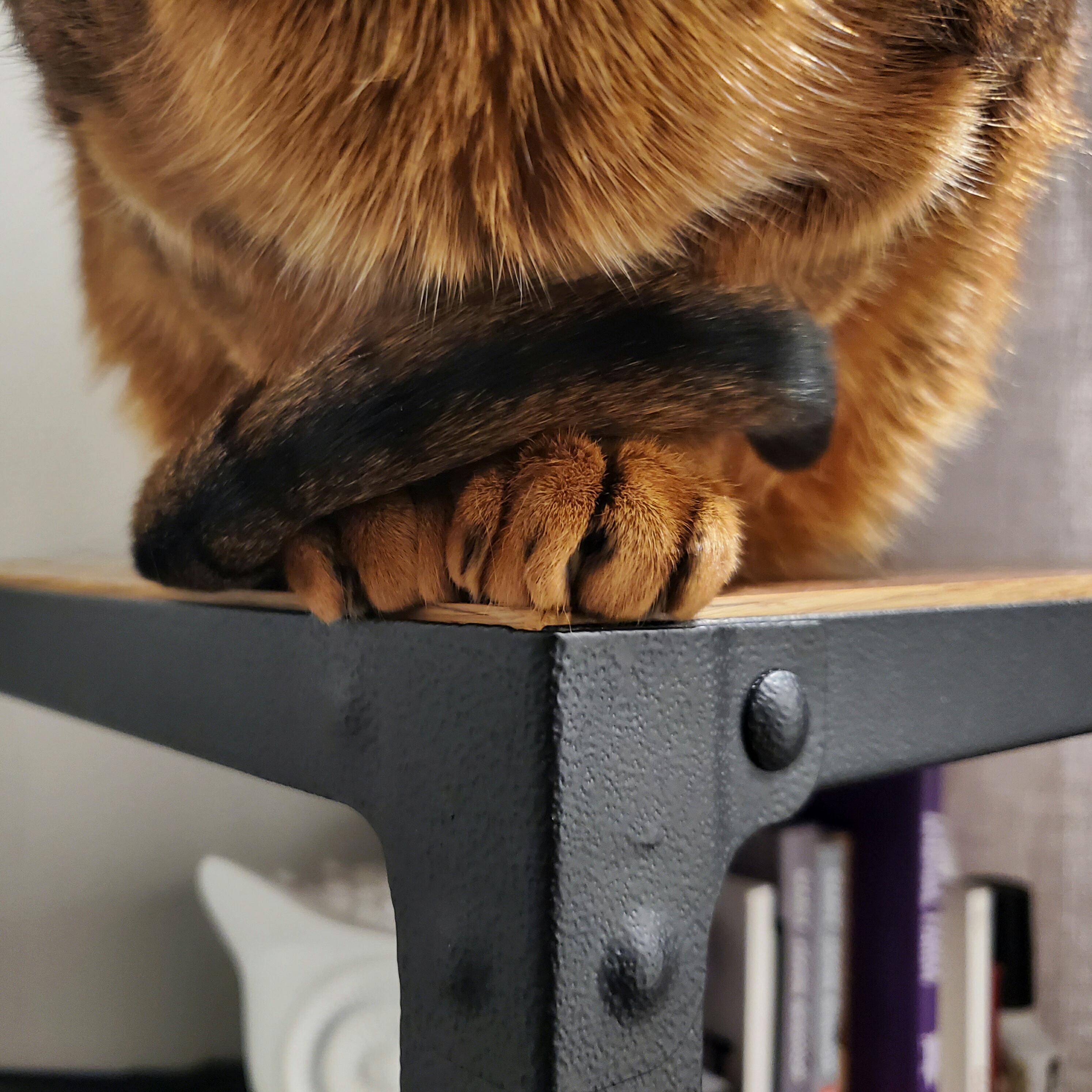 I present to you, the Abyssinian tail tuck... | Scrolller