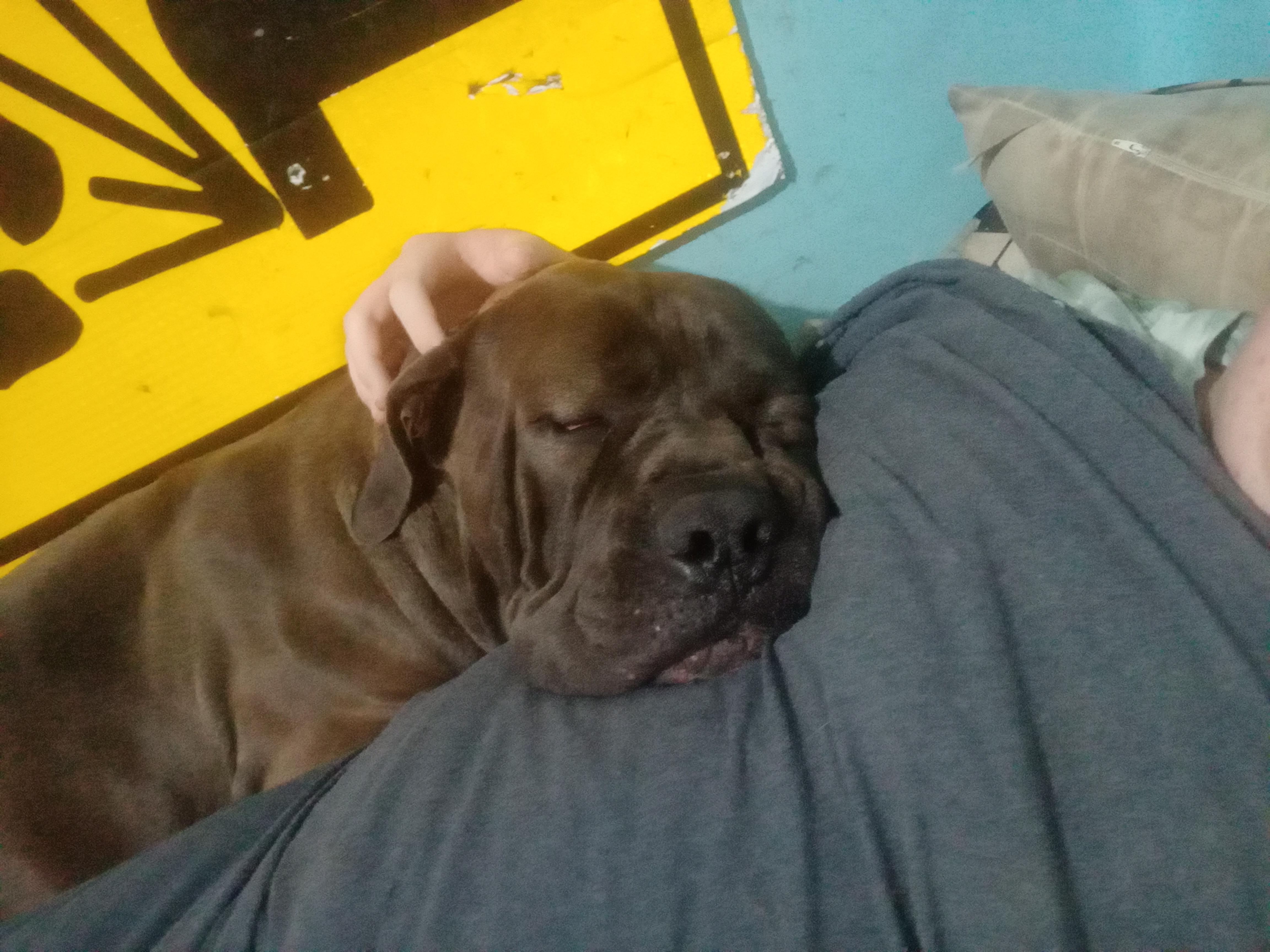 I Rescued A Very Agressive Great Dane Cross Bullmastiff Two Months Ago And Woke Up Like This