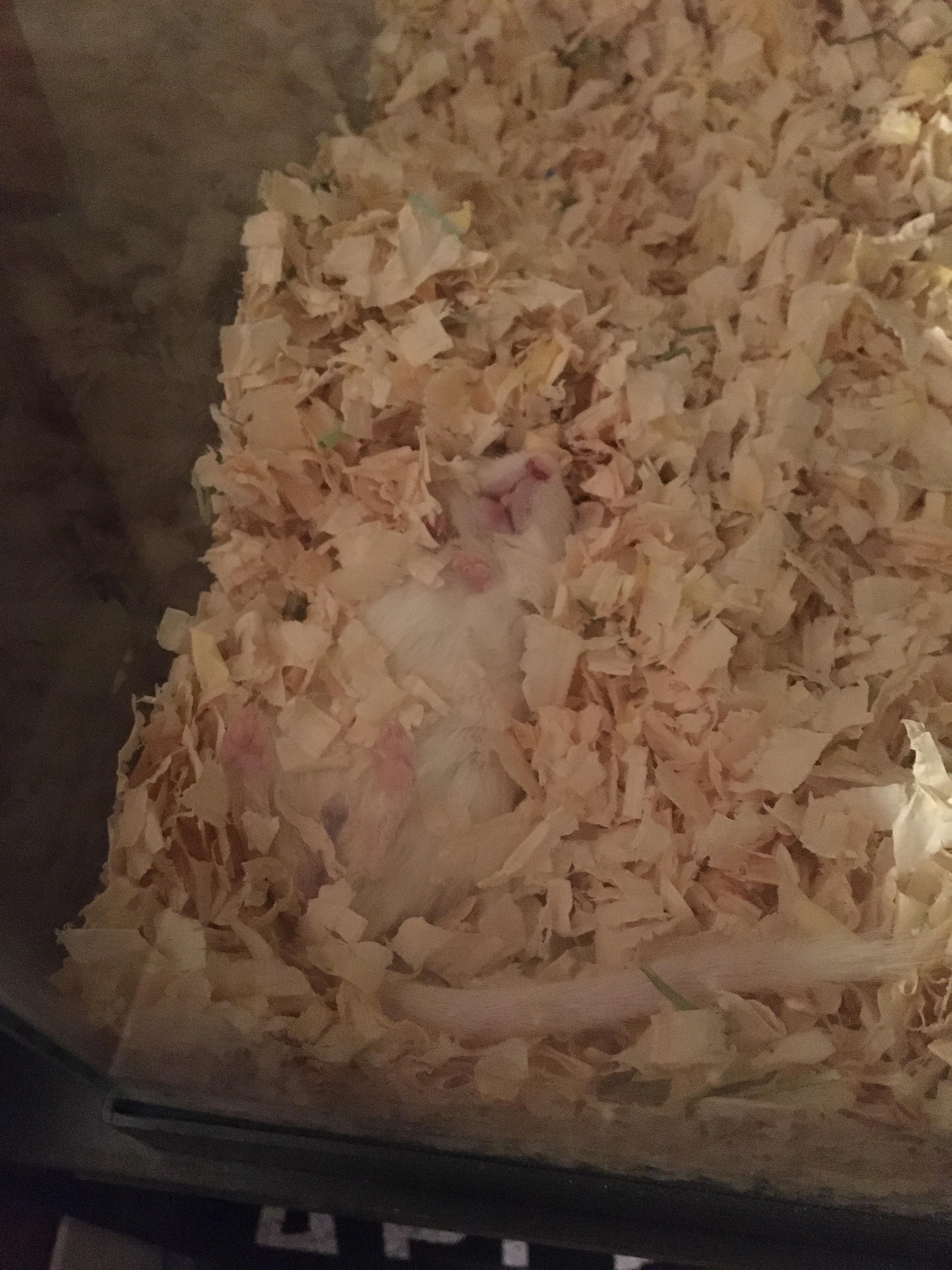 I SPY - A sleepy gerbil boy | Scrolller