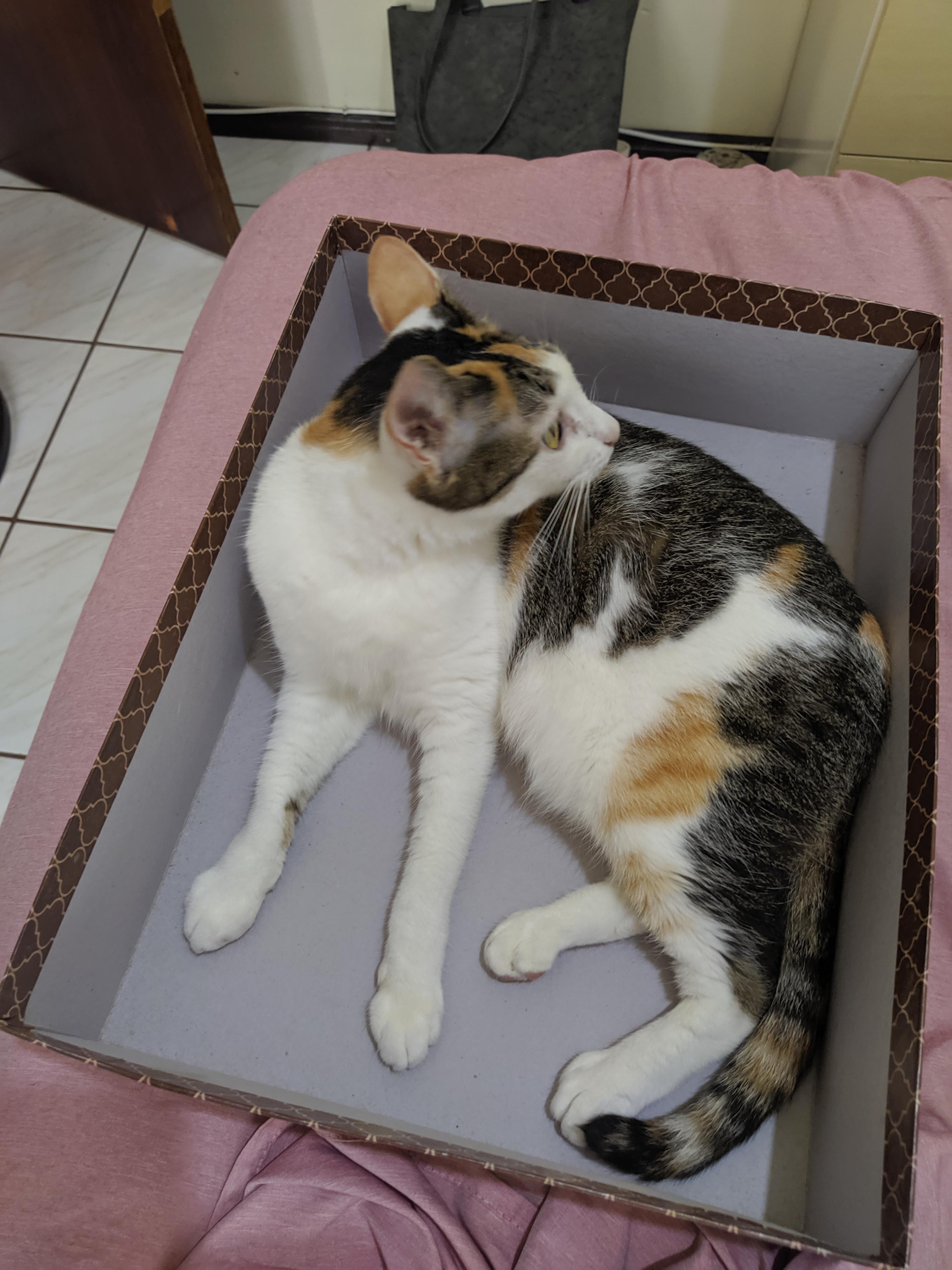 I think she has something for boxes | Scrolller