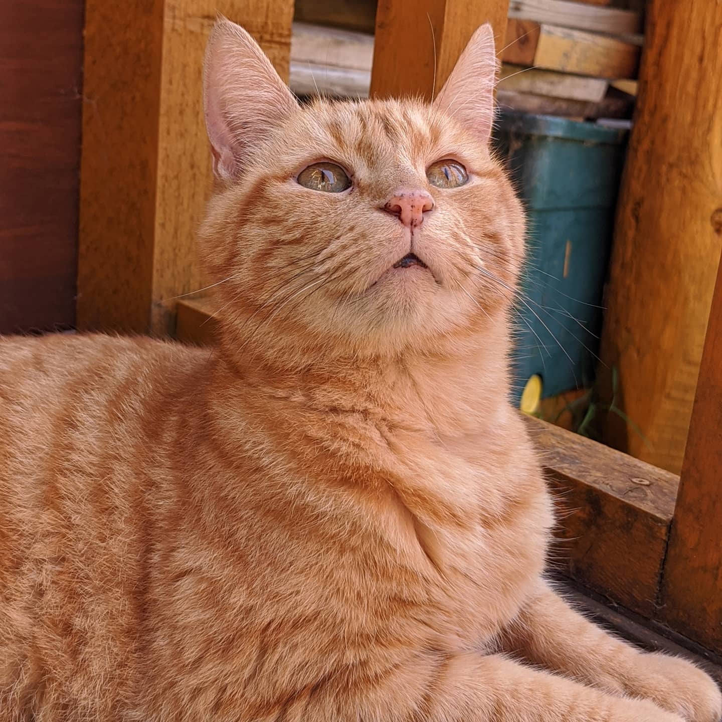 I think Tango fits here | Scrolller