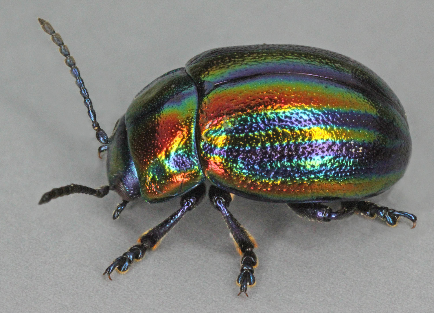 I think this belongs here (Rainbow Leaf Beetle) | Scrolller