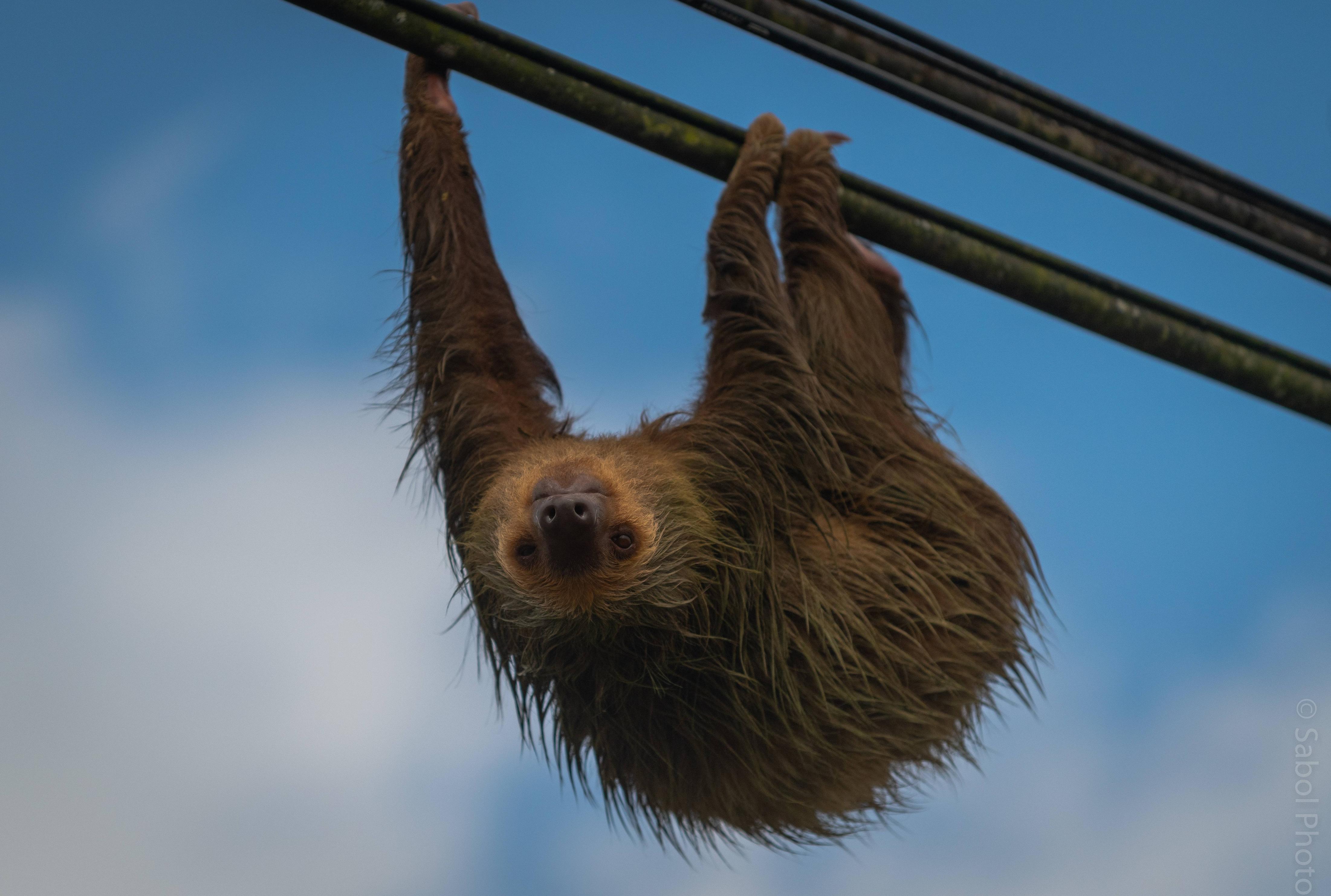 I took a photo of a Three Toed Sloth | Scrolller