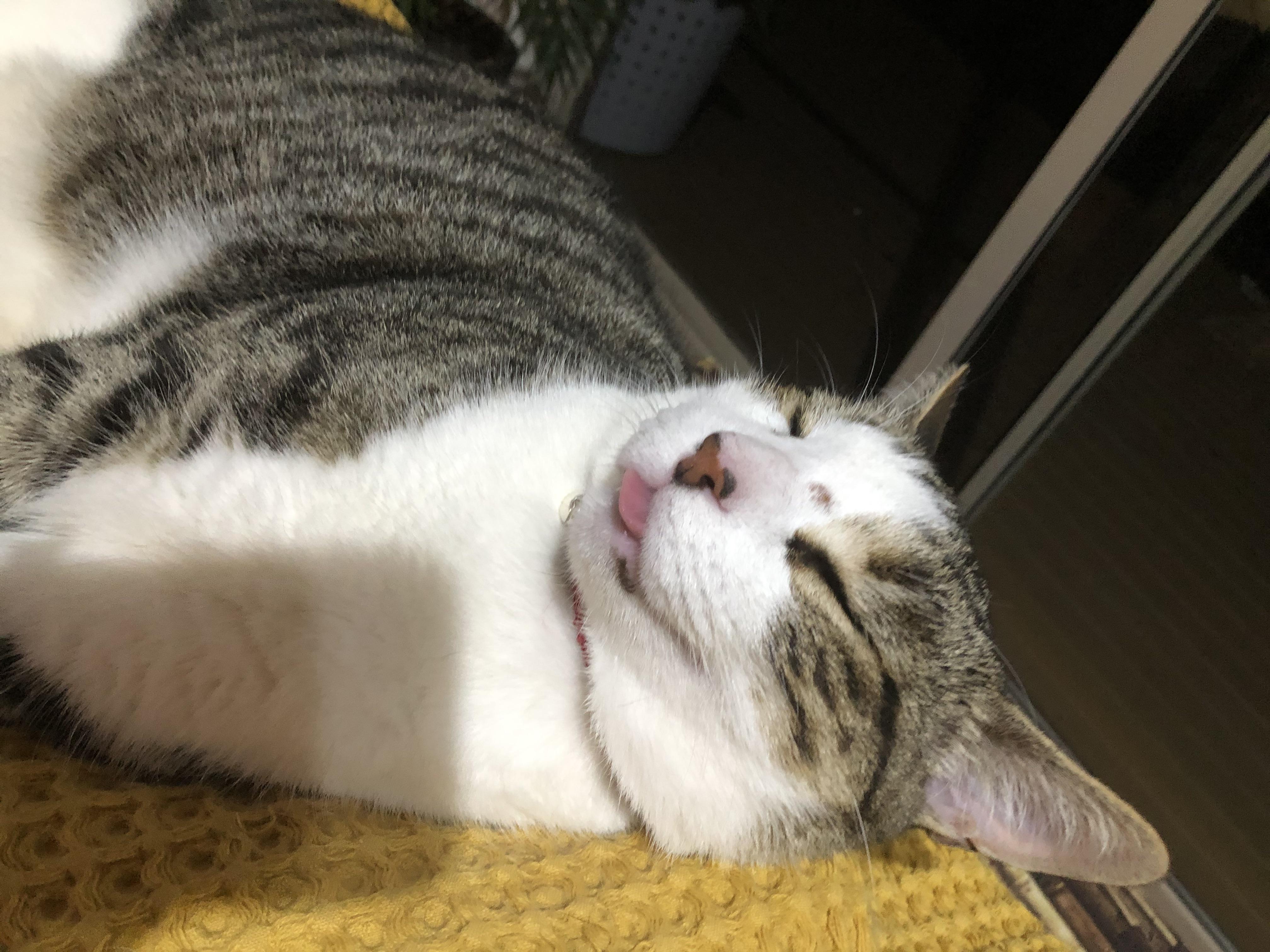 I’ve never seen my mum’s cat do a blep but here we are! | Scrolller