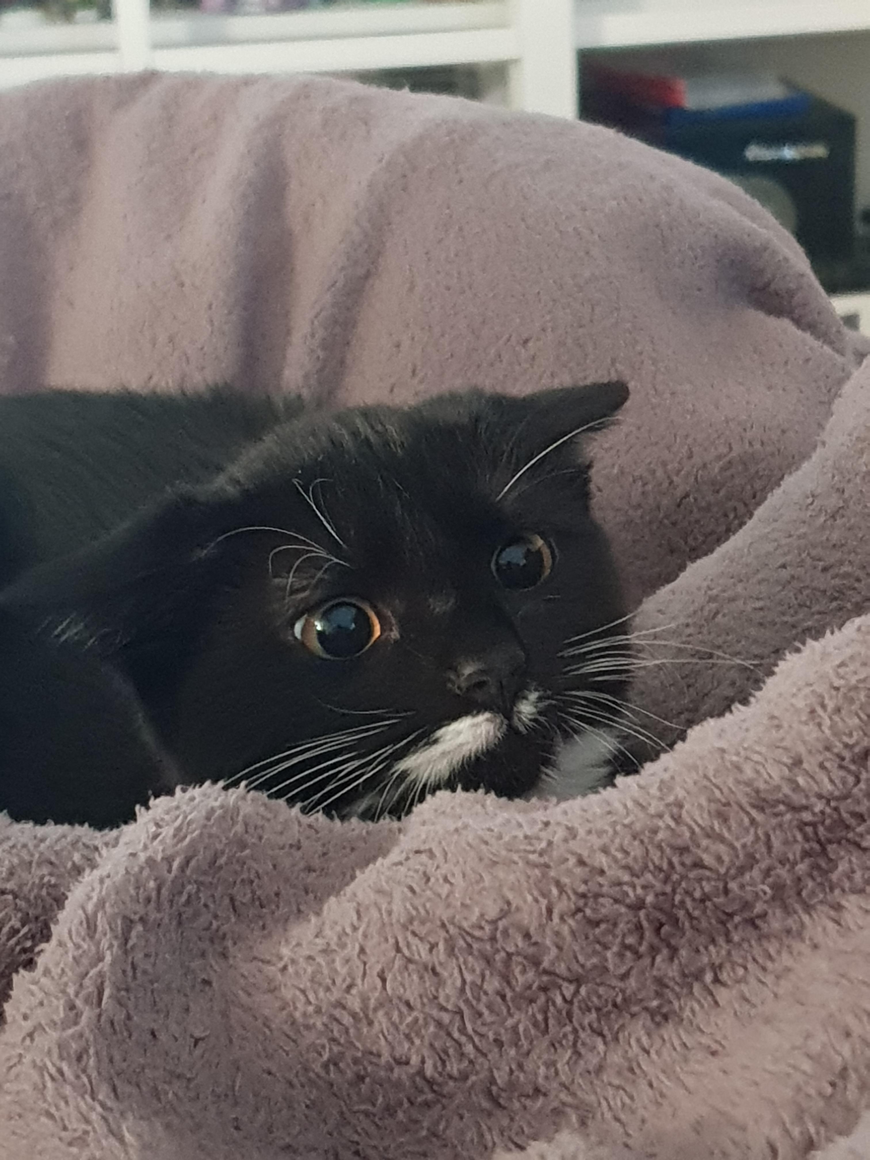 I was being hunted | Scrolller