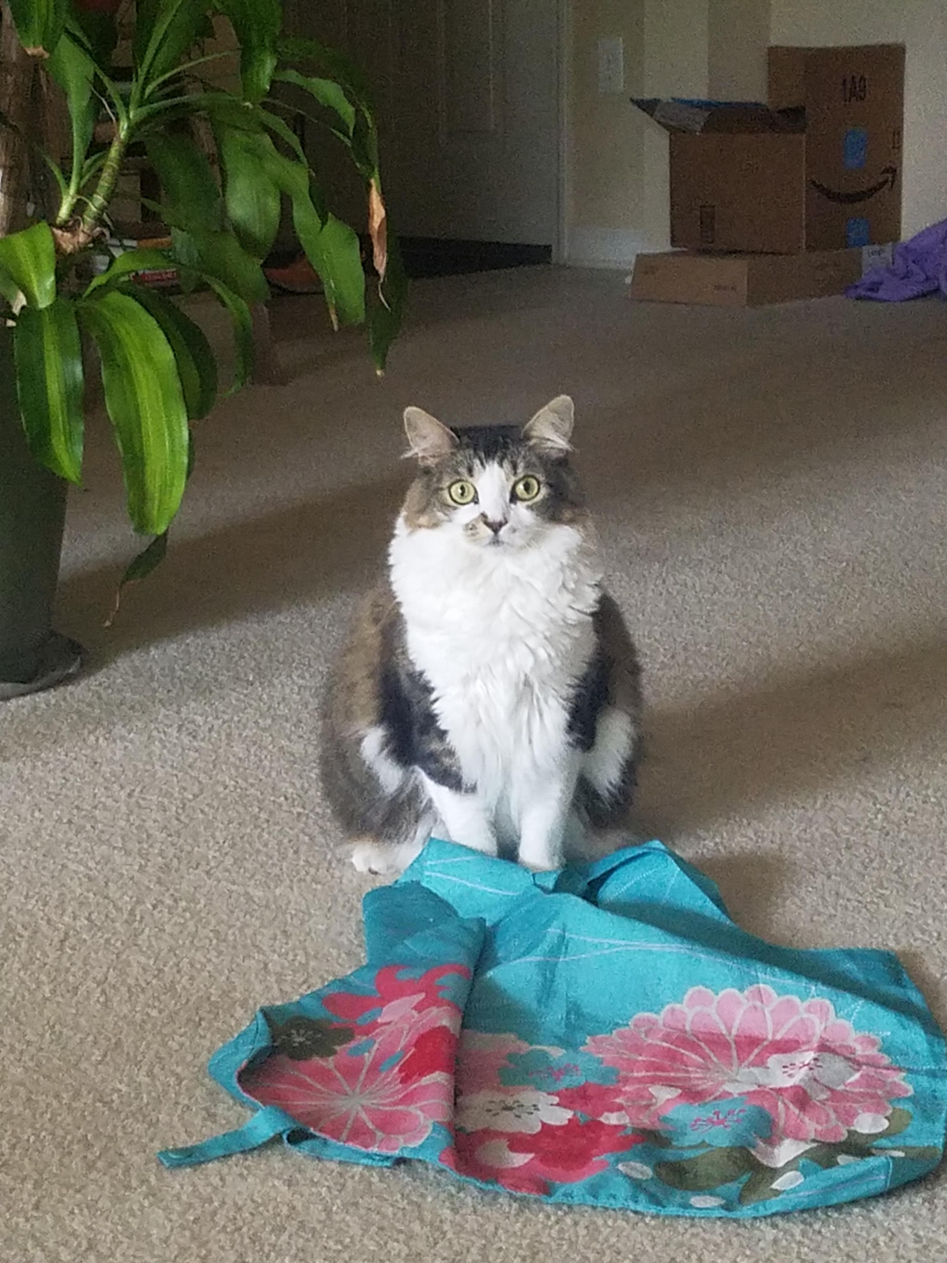 I was explaining it's her 3rd gotcha day | Scrolller