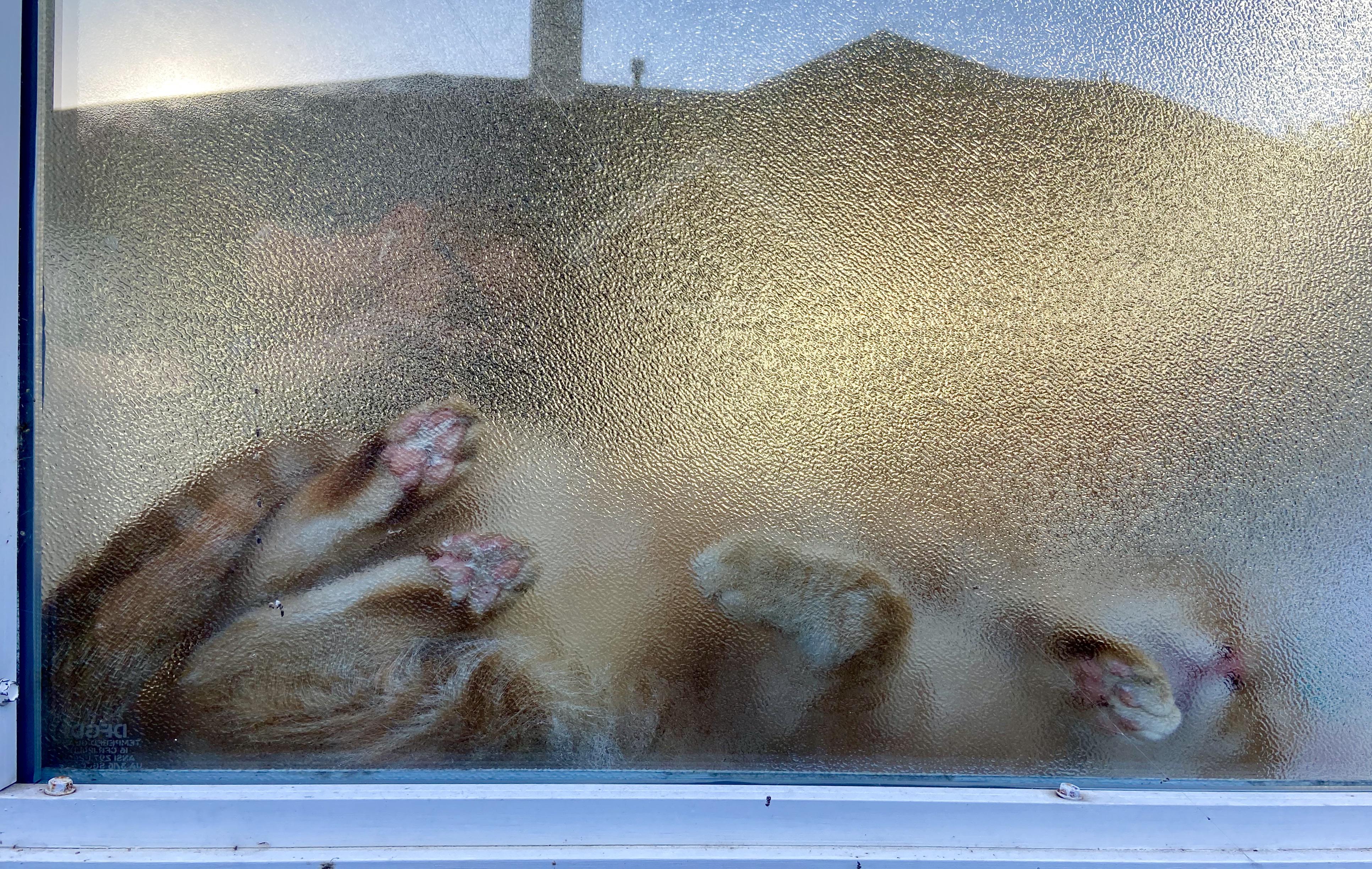I was just introduced to this subreddit so here’s Gary’s window beans! | Scrolller