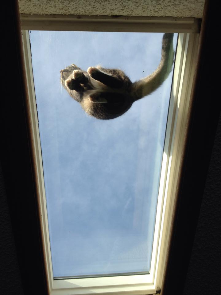 I was told you might enjoy my skylight cat Skitzie | Scrolller