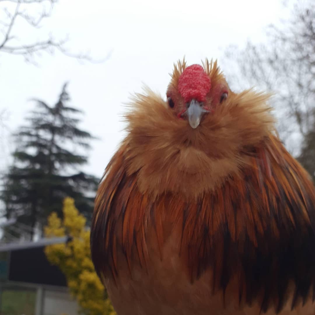 I will never get enough of my rooster's adorable bearded face. I wonder how he sees past all ...