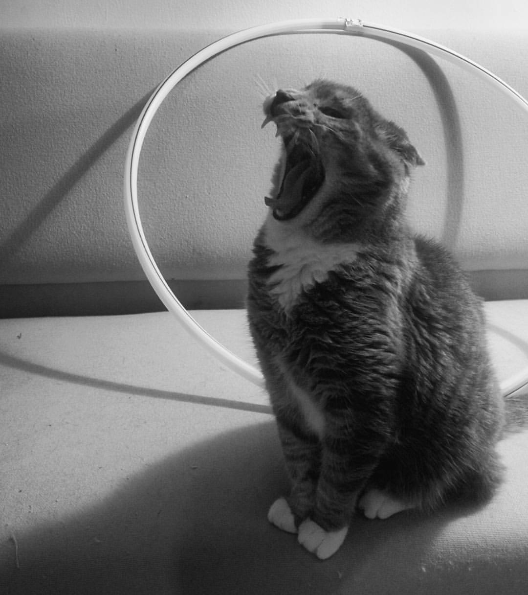 I will not be captured by the circle | Scrolller