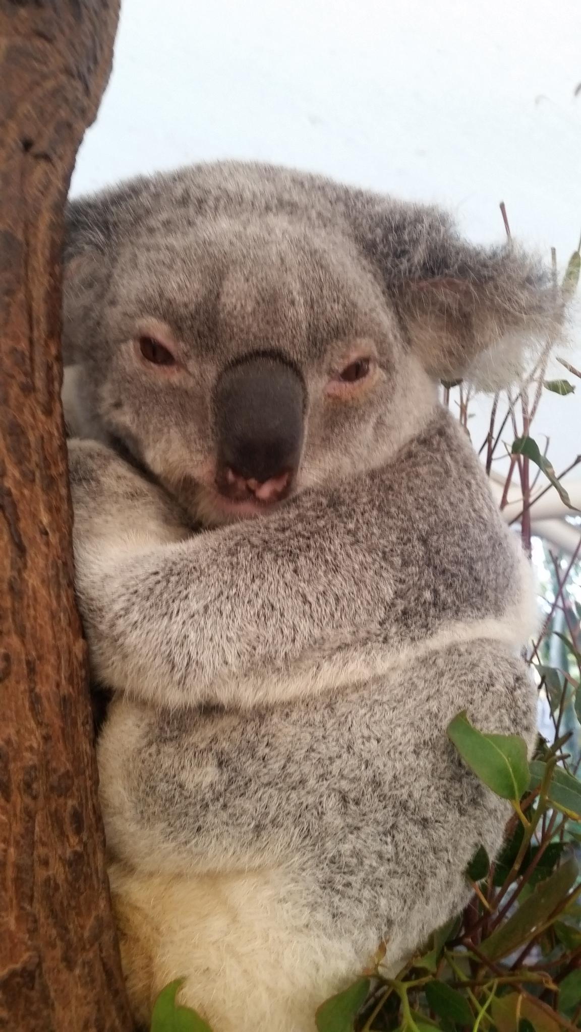 I work with koalas in QLD, Australia. This girl is the love of my life, may I present Utopia ...