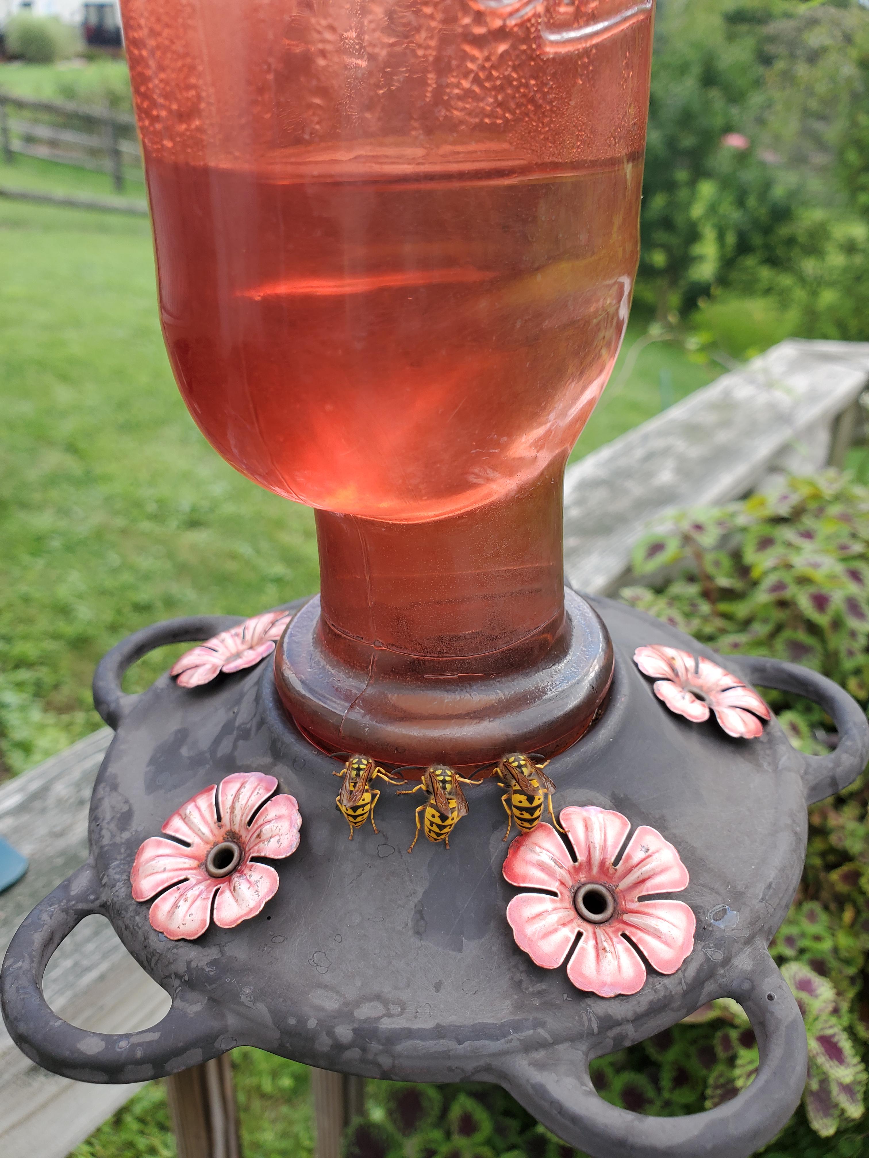 I would say yellow jackets aren't cute but... these 3 lined up for some leaked nectar made me ...