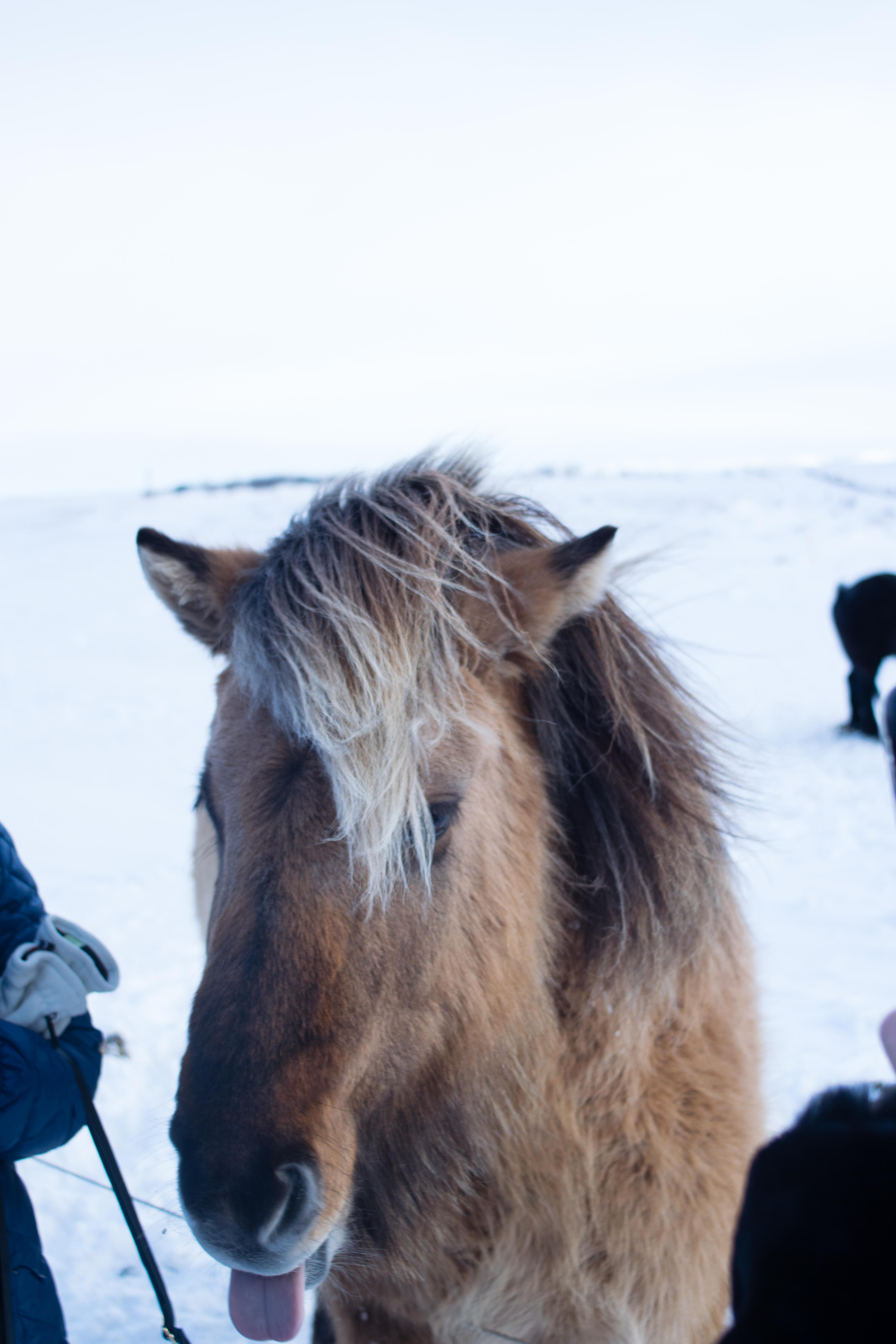 Icelandic blup! | Scrolller