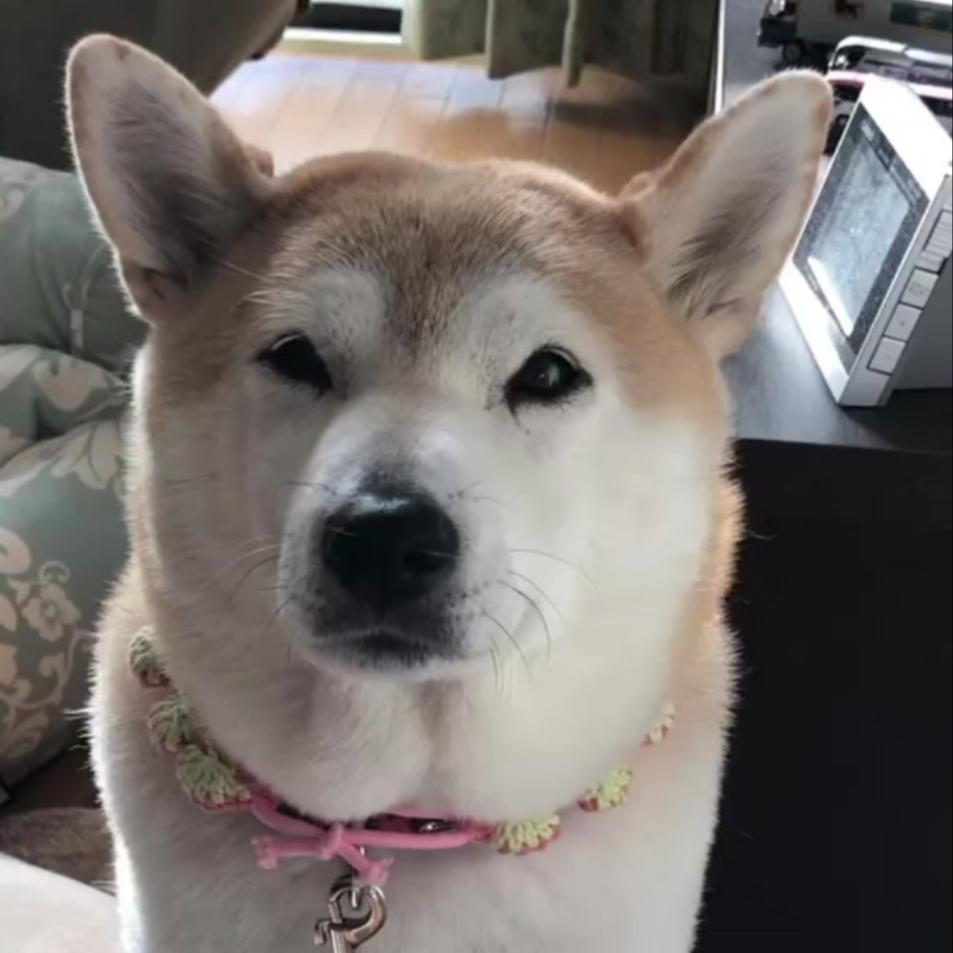 ideal shobe | Scrolller