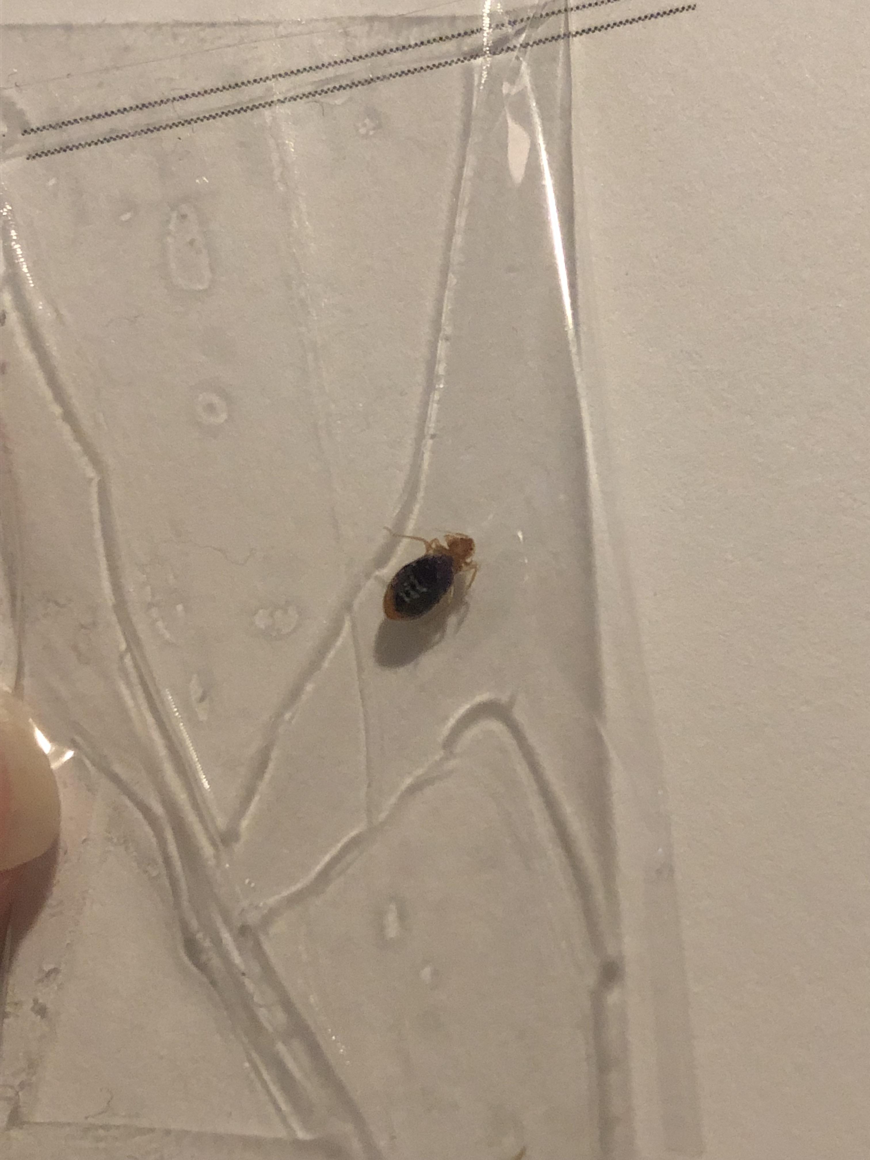 Identify this picture - is this a bed bug?? | Scrolller