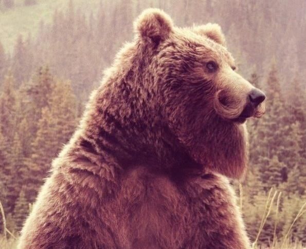 If bears had beards | Scrolller