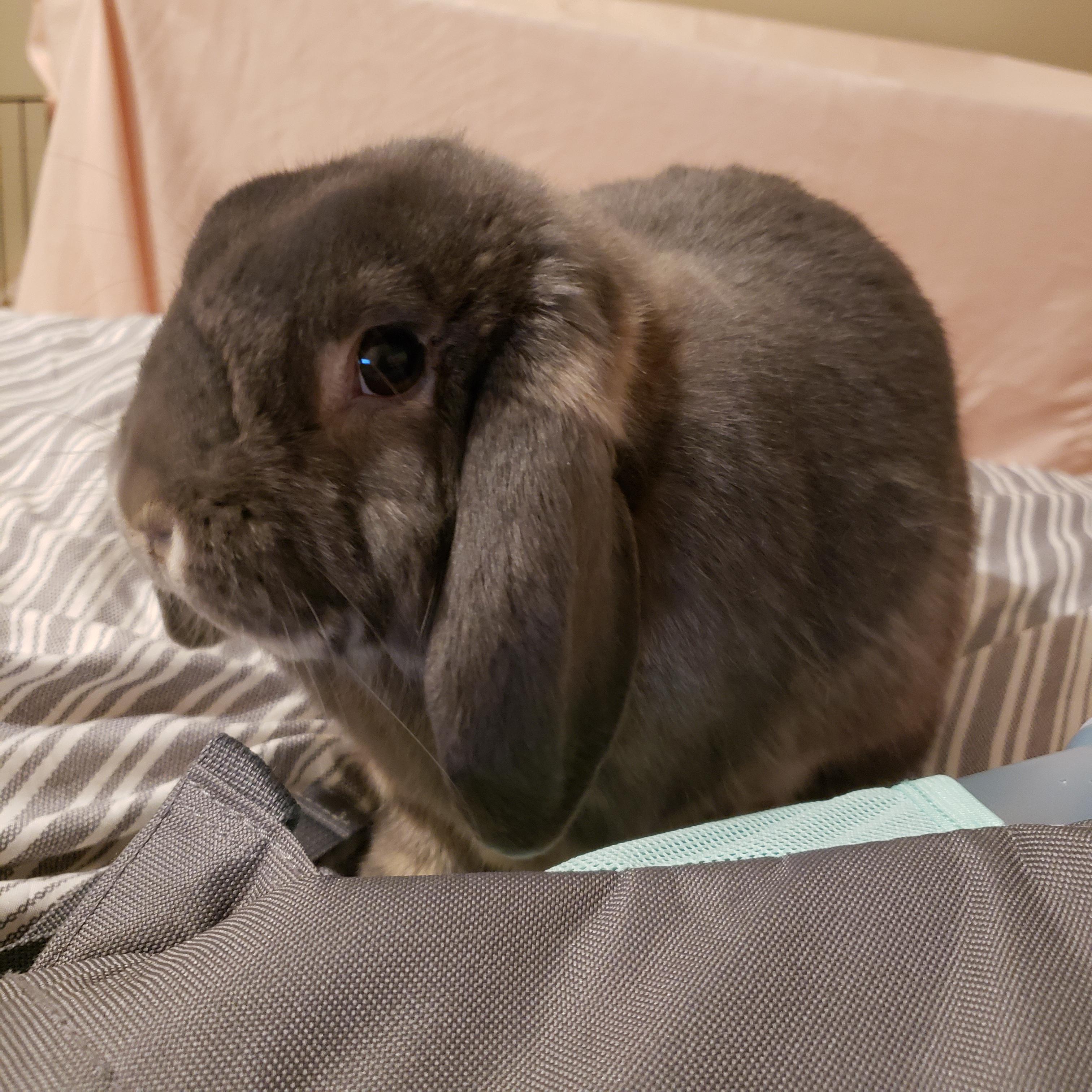 "If I look really cute, mom won't be mad about her phone charger." - Squall, probably. | Scrolller