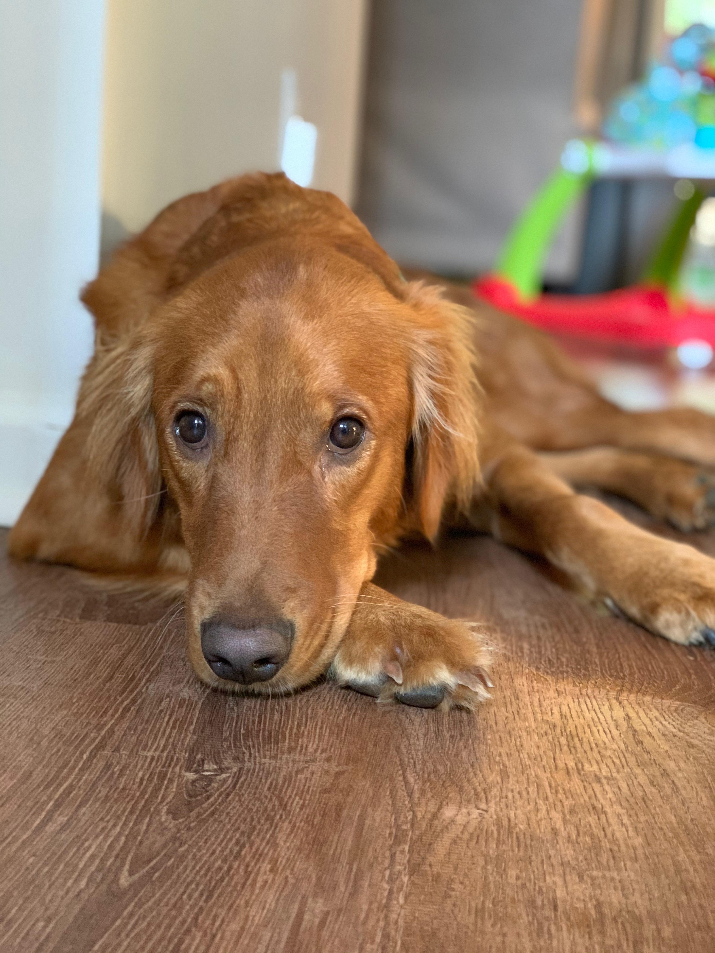 If you can handle the first 1.5 years of puppy stage, you end up with ...