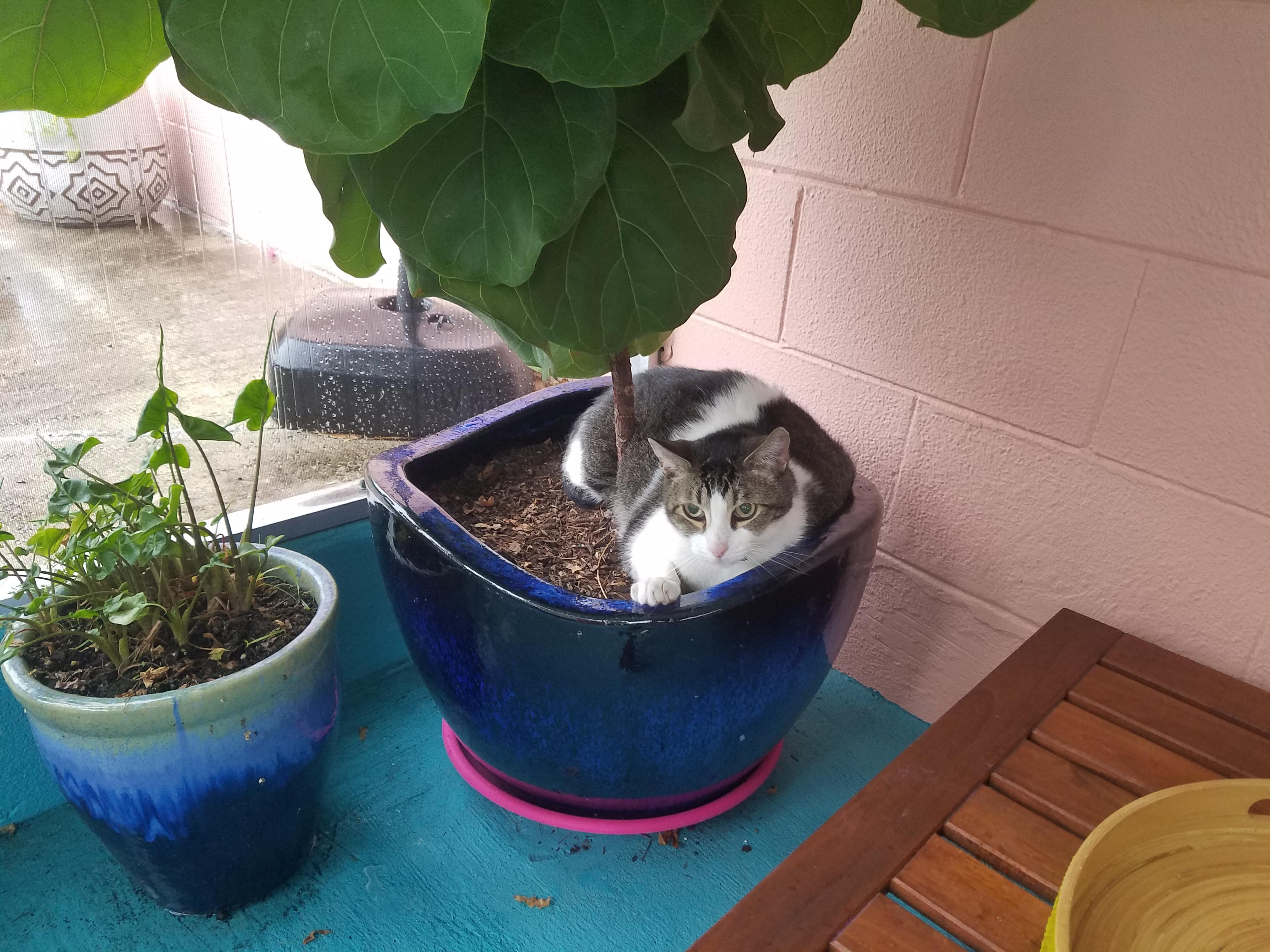 If you're struggling with your fiddle leaf fig, consider companion planting. | Scrolller