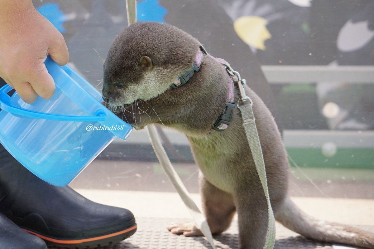 I'll help you, human | Scrolller