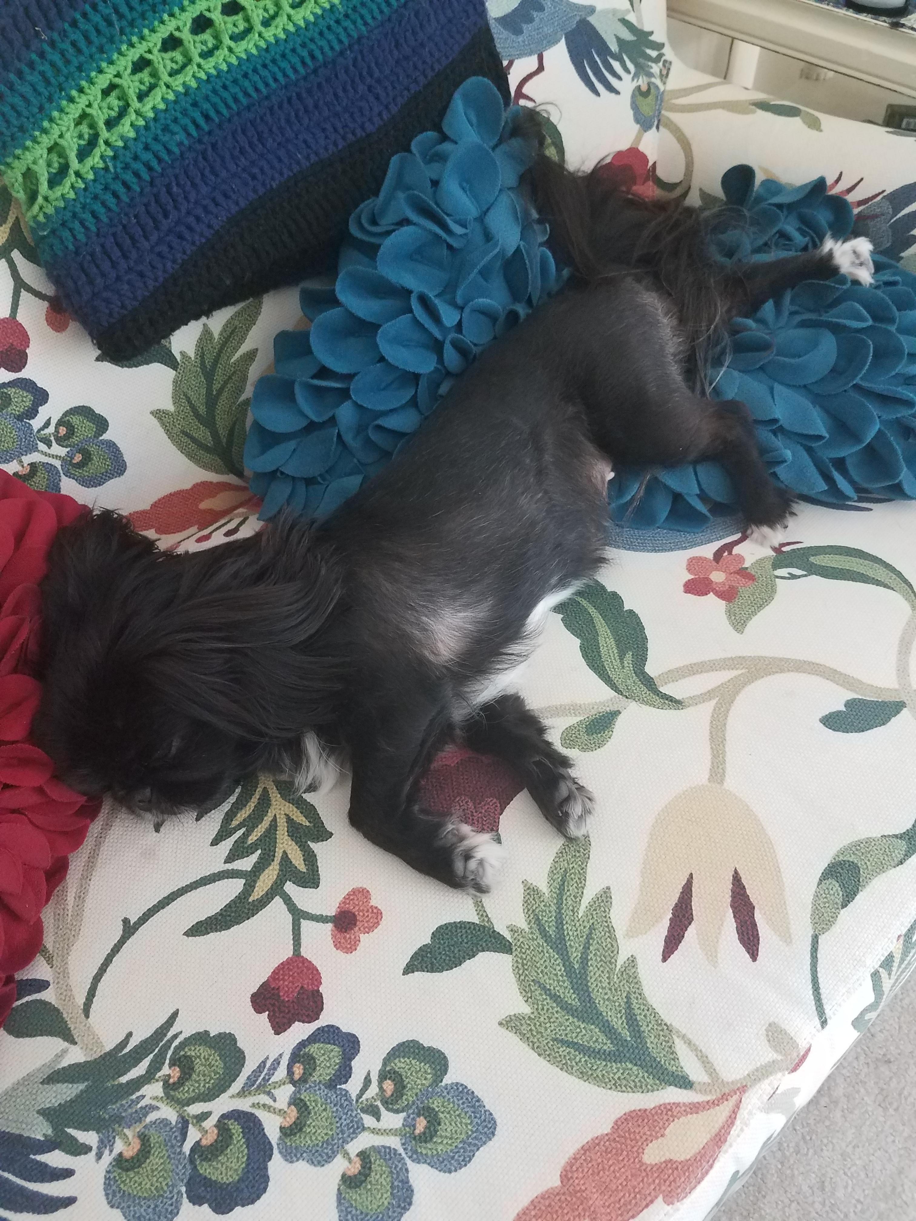 I'll never understand how she makes the weirdest positions look so comfy | Scrolller