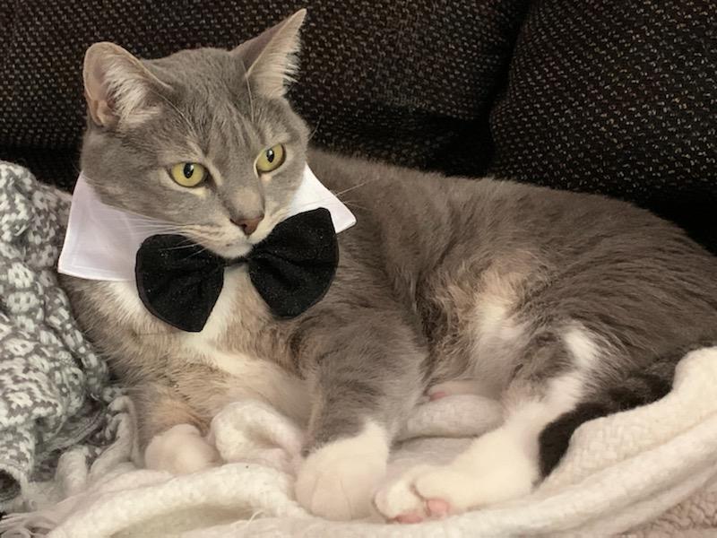 I'm bored - here's Stevie in a bow tie and wing tip collar. | Scrolller