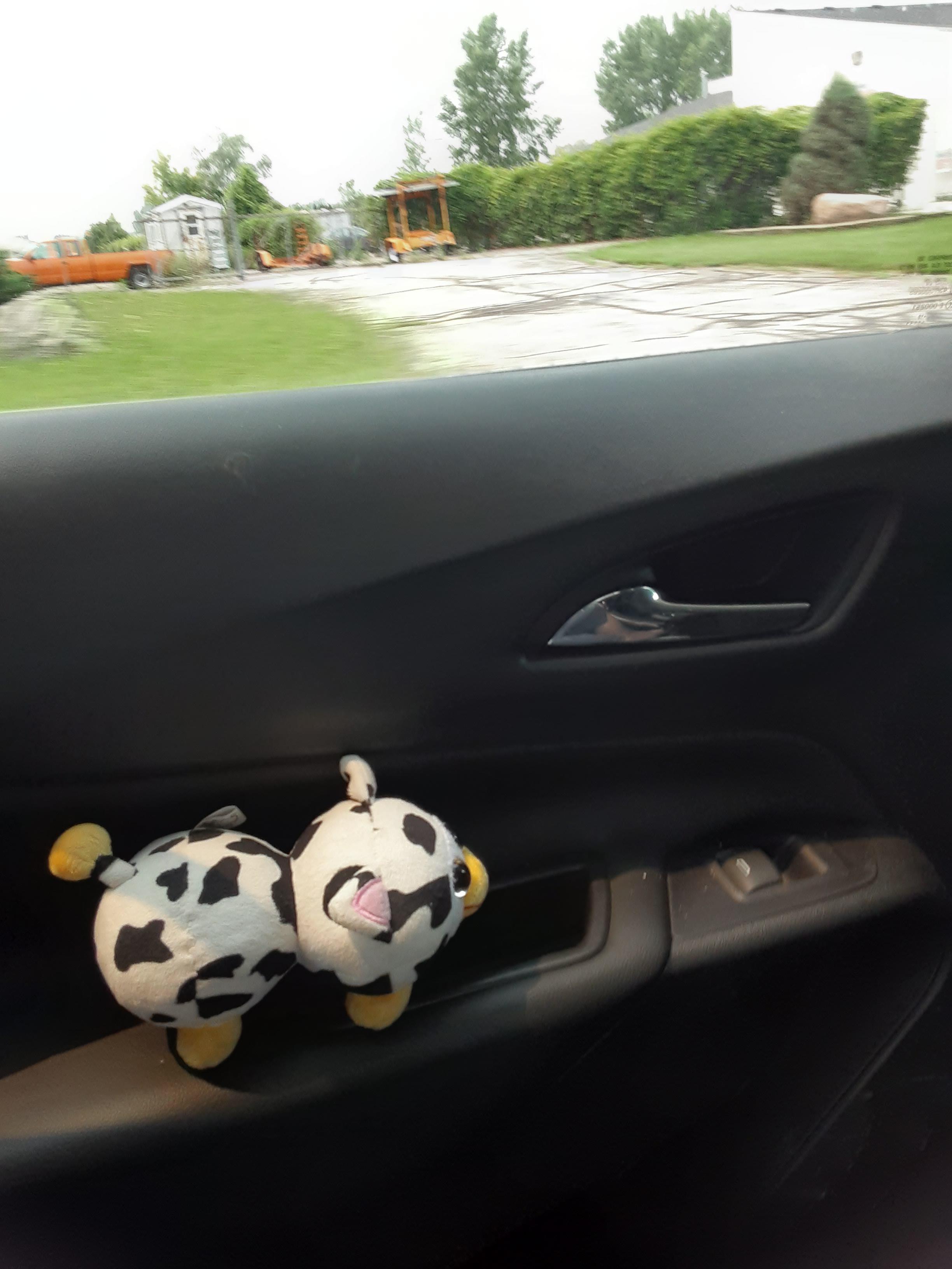 I'm bringing Morris to krzysiak's a polish restuarant, he will love the peanut cake!!! | Scrolller