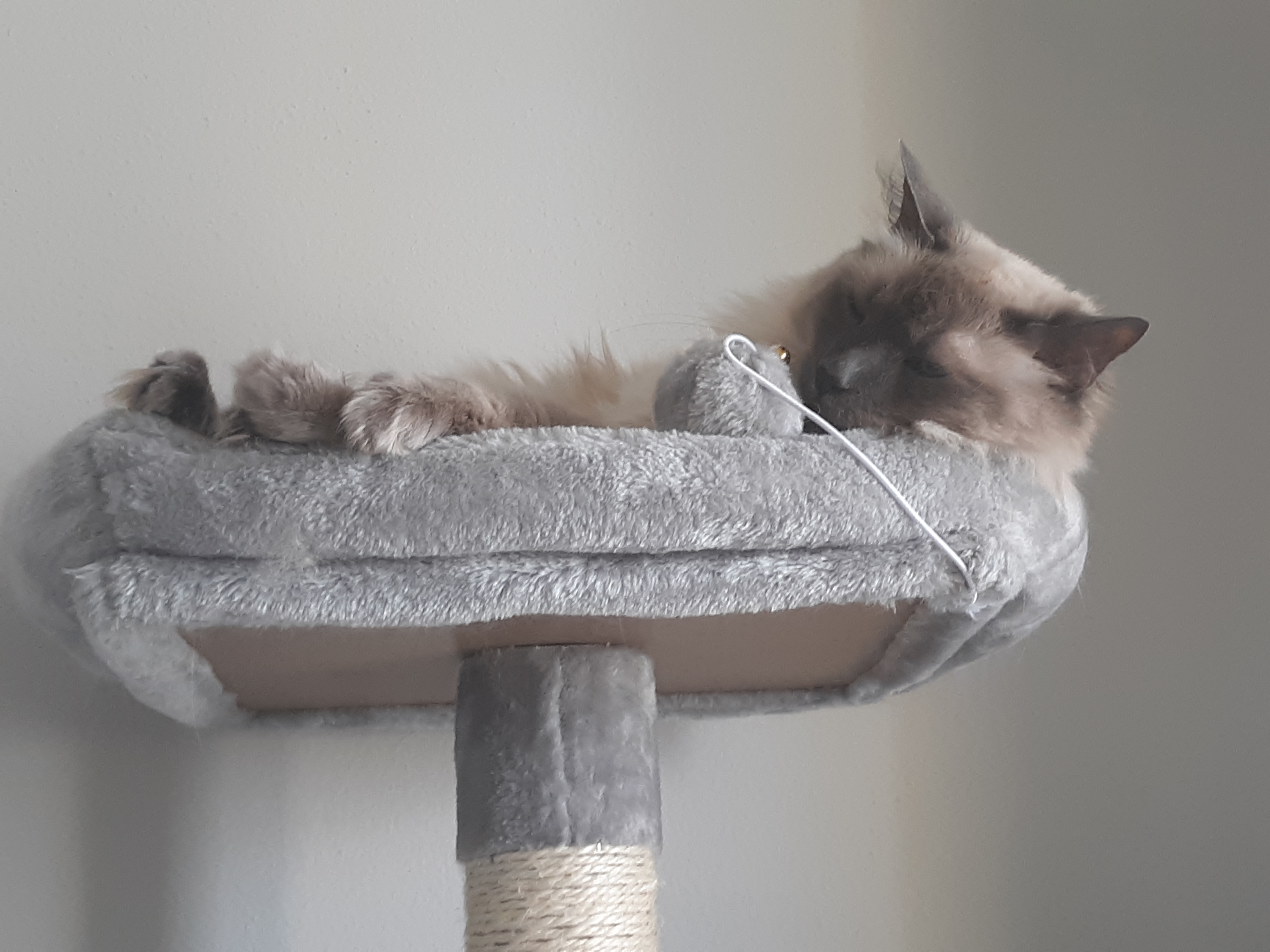 I'm gonna just take a quick cat nap. | Scrolller