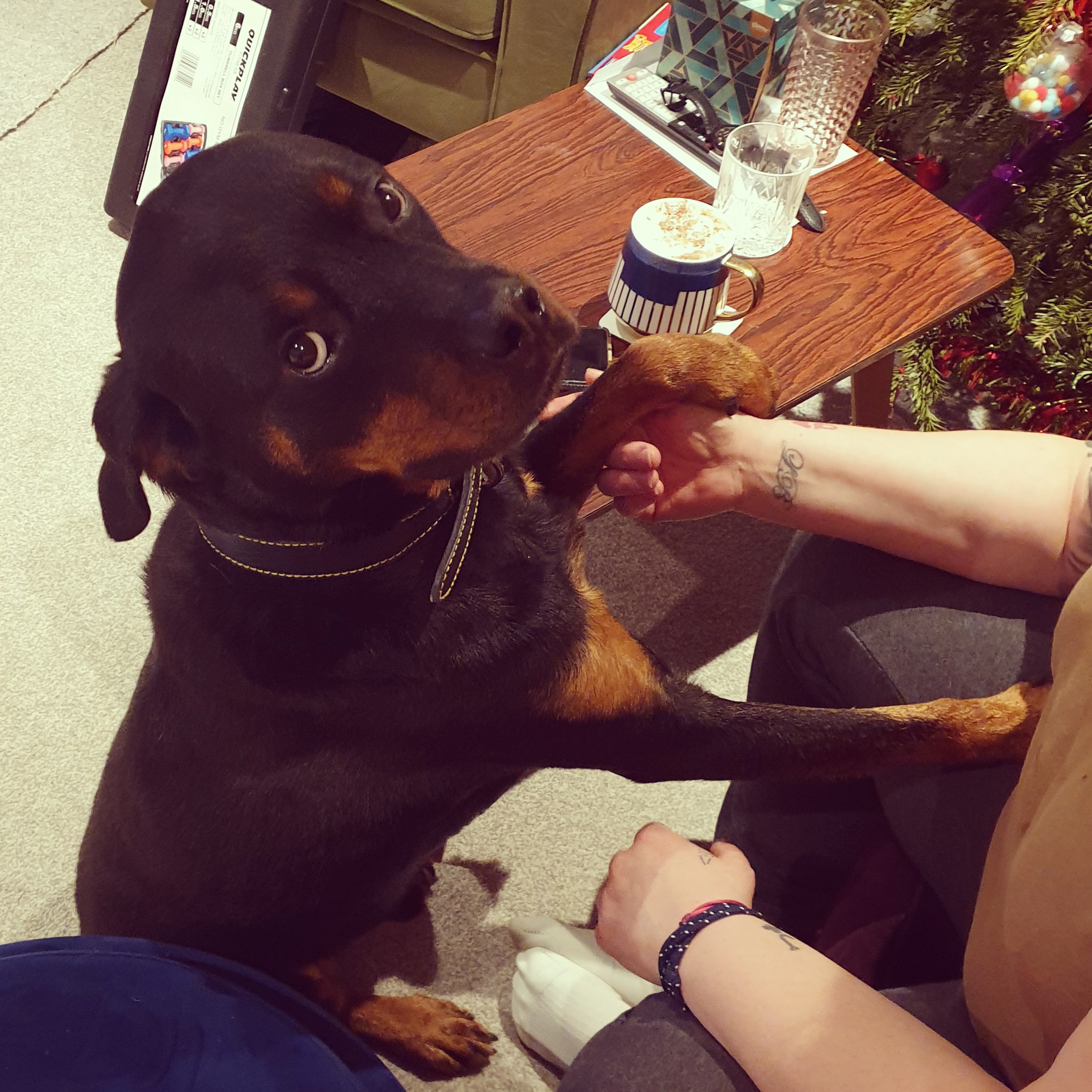 "I'm the goodest of boys, honest guv" | Scrolller